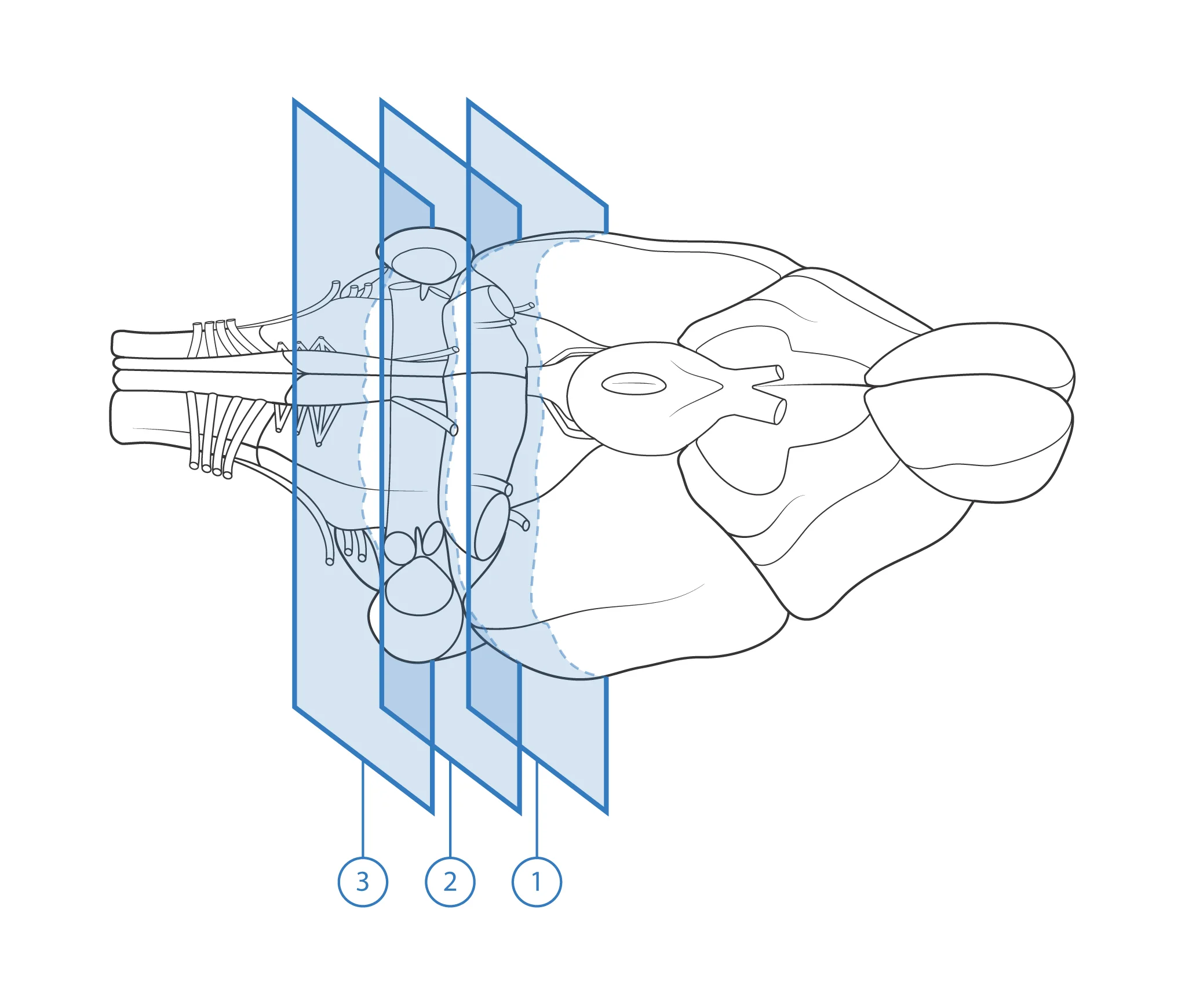 Rat Brain Anatomy — SLK ART