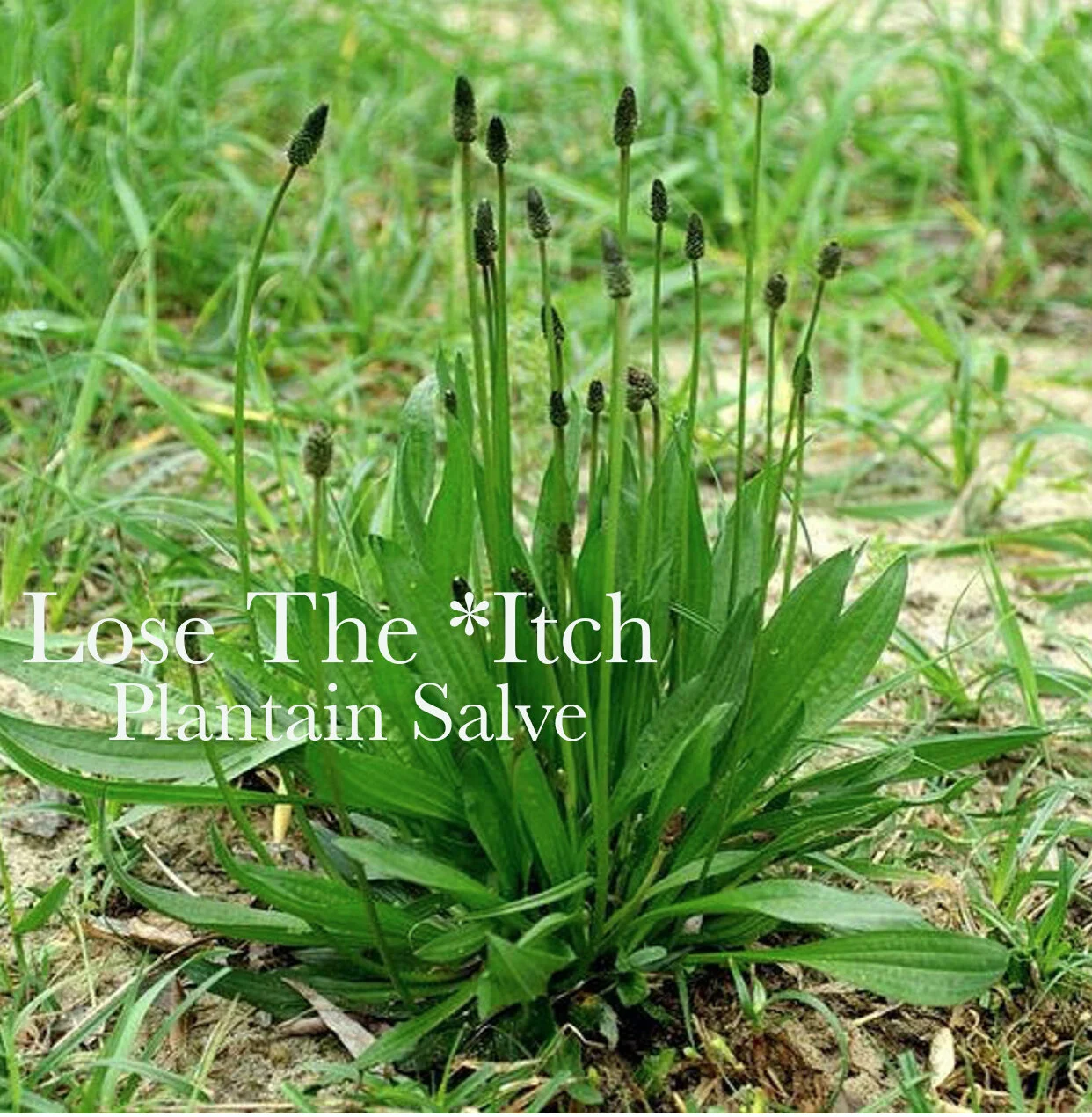 English Plantain Allergy