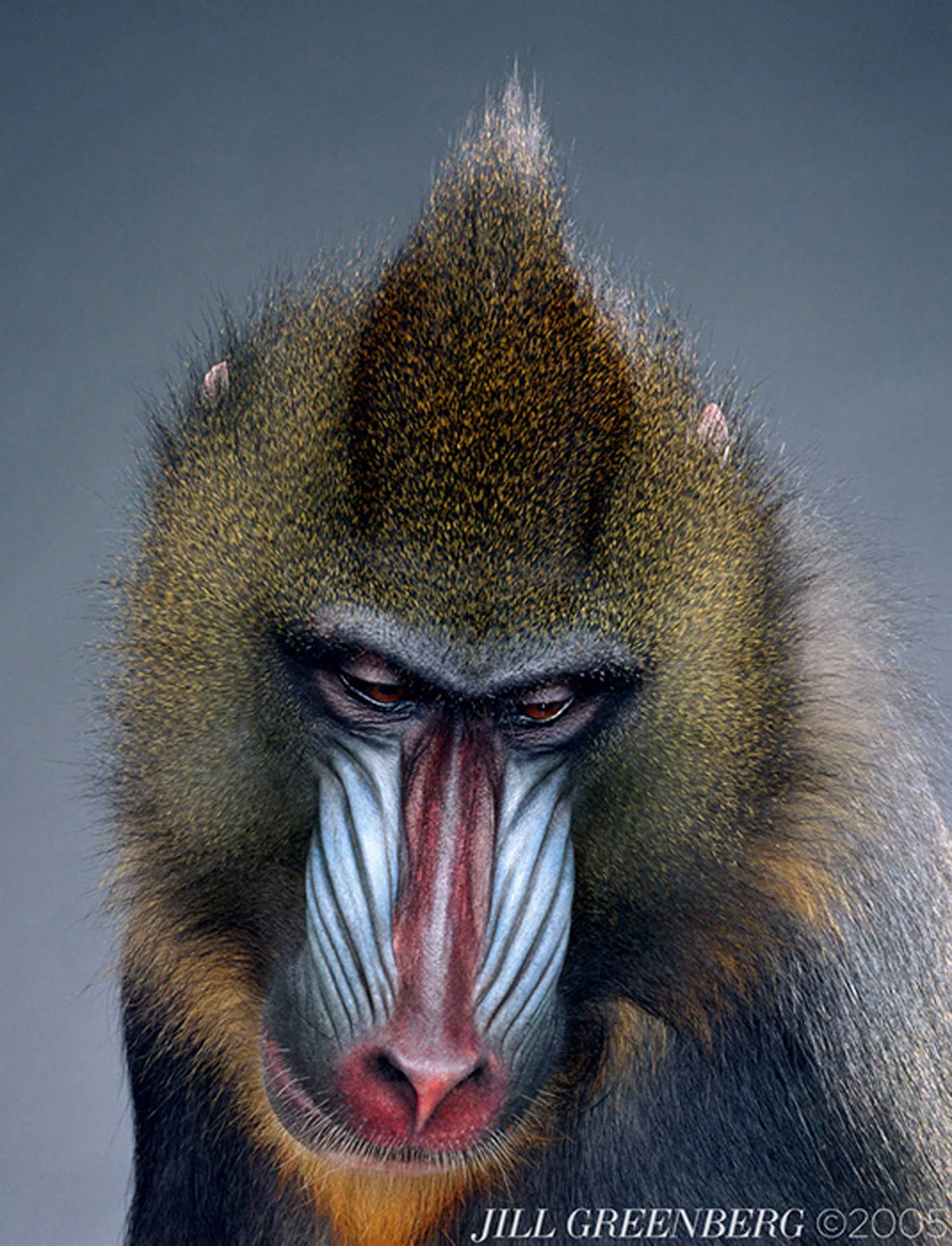 Monkey Portraits — Jill Greenberg Studio