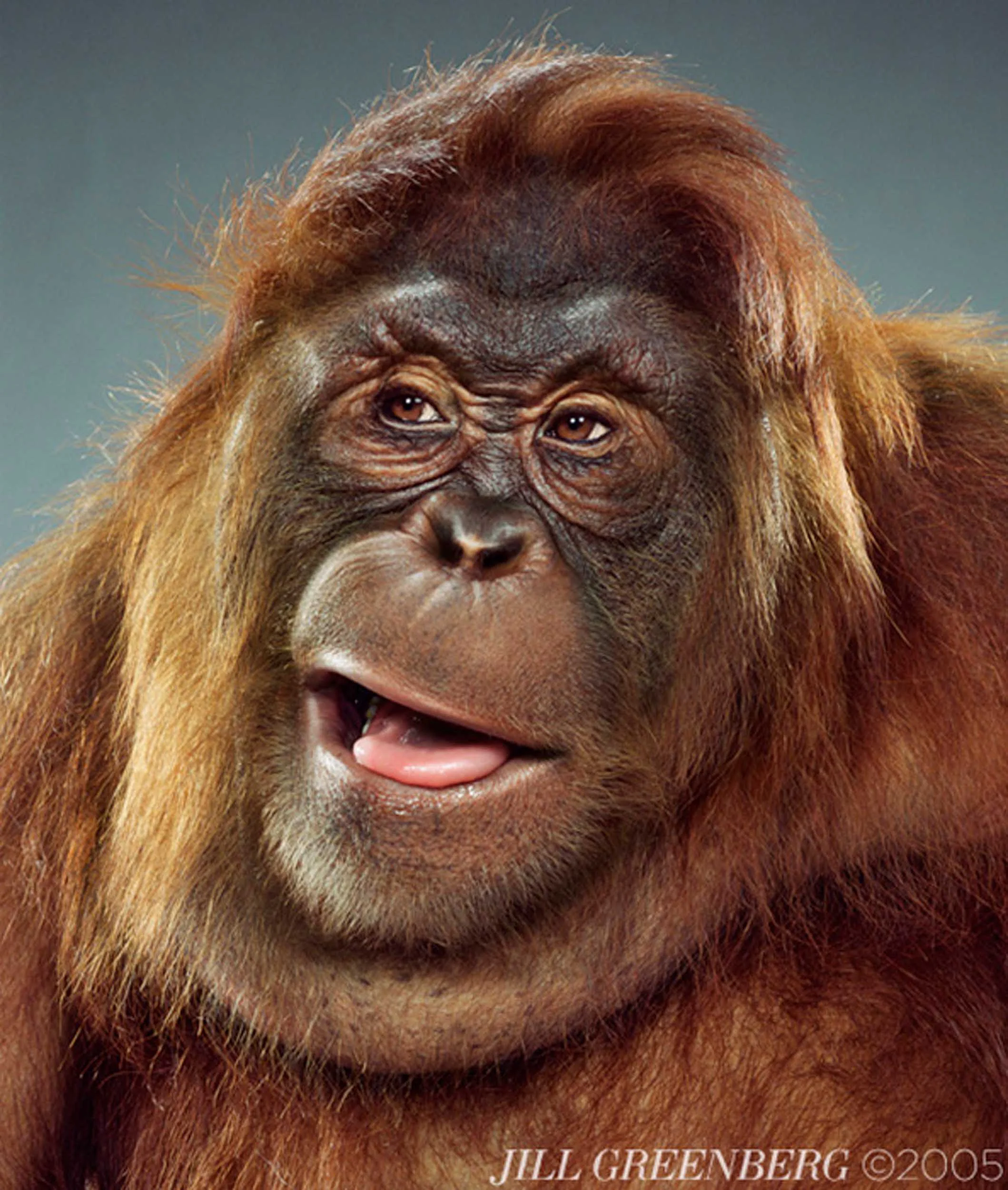 Monkey Portraits — Jill Greenberg Studio