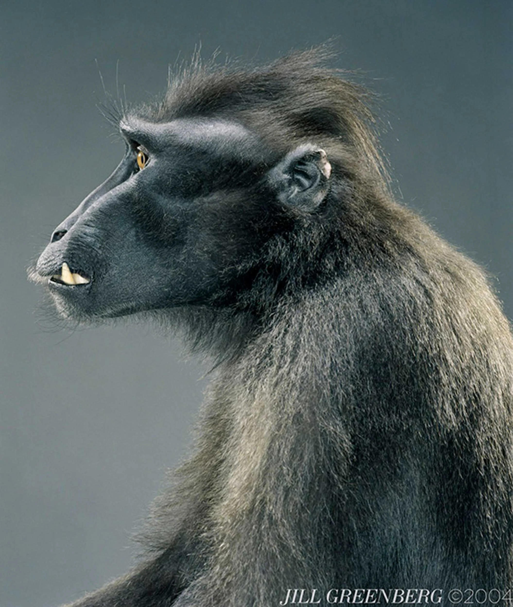 Monkey Portraits — Jill Greenberg Studio
