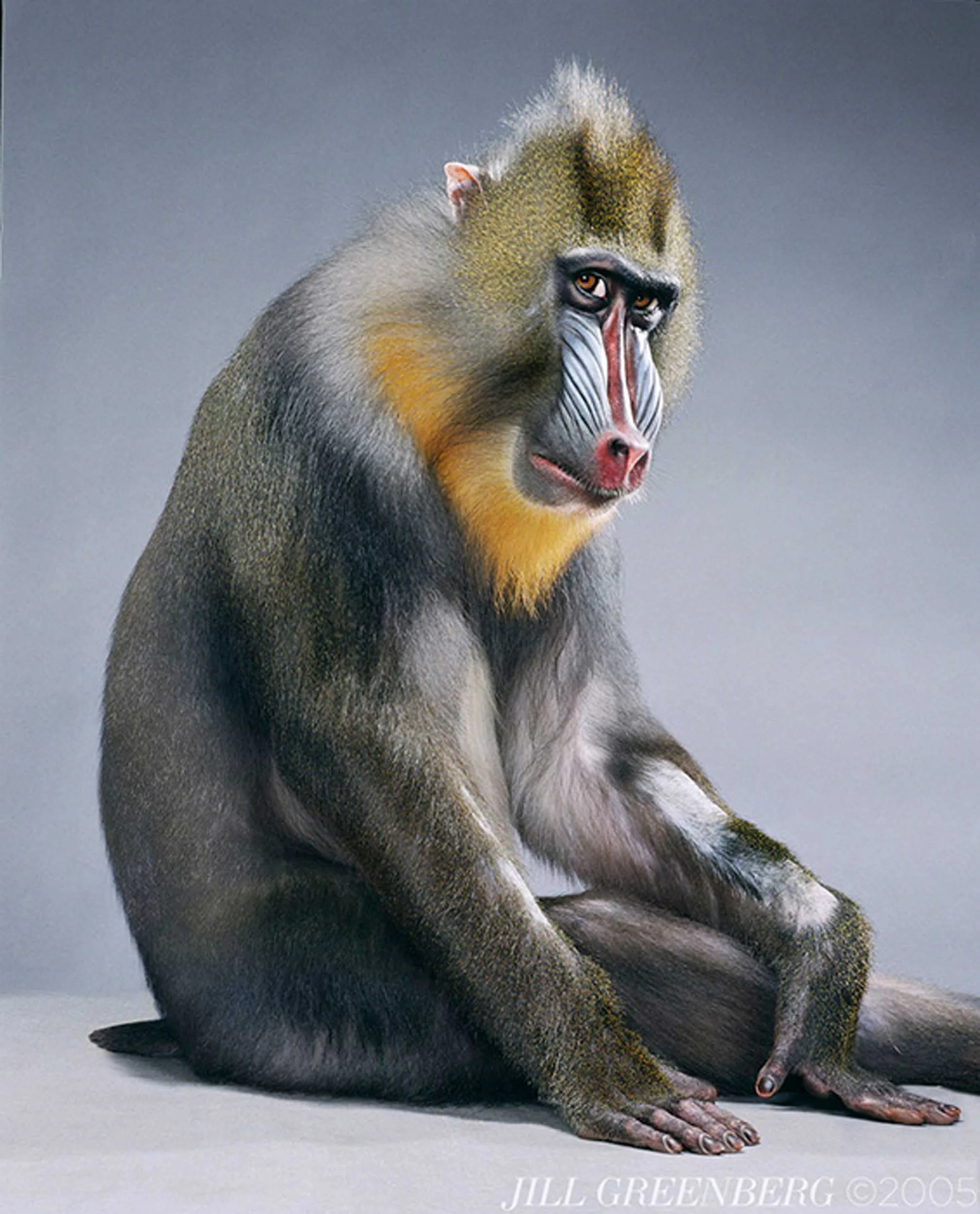 Monkey Portraits — Jill Greenberg Studio