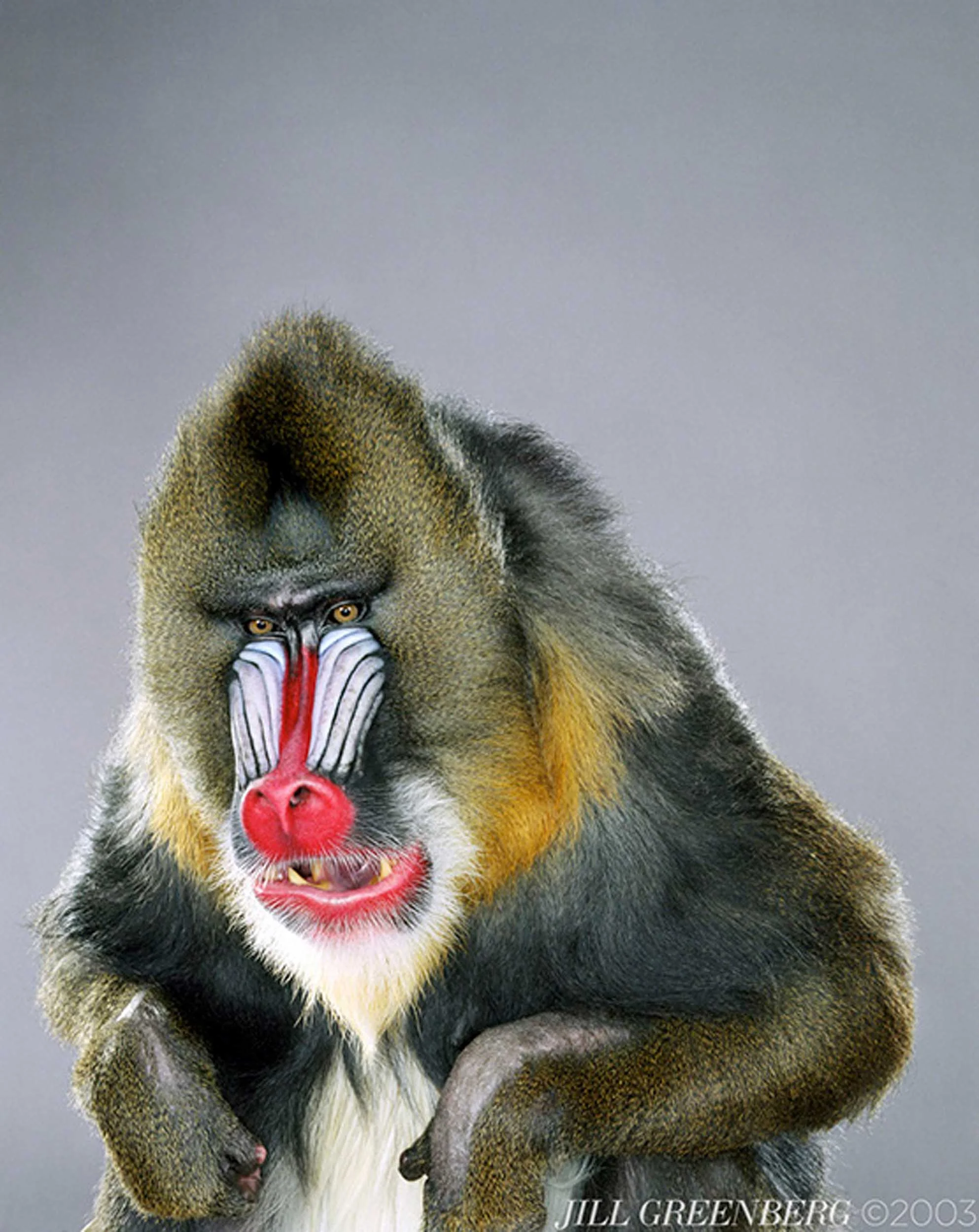 Monkey Portraits — Jill Greenberg Studio