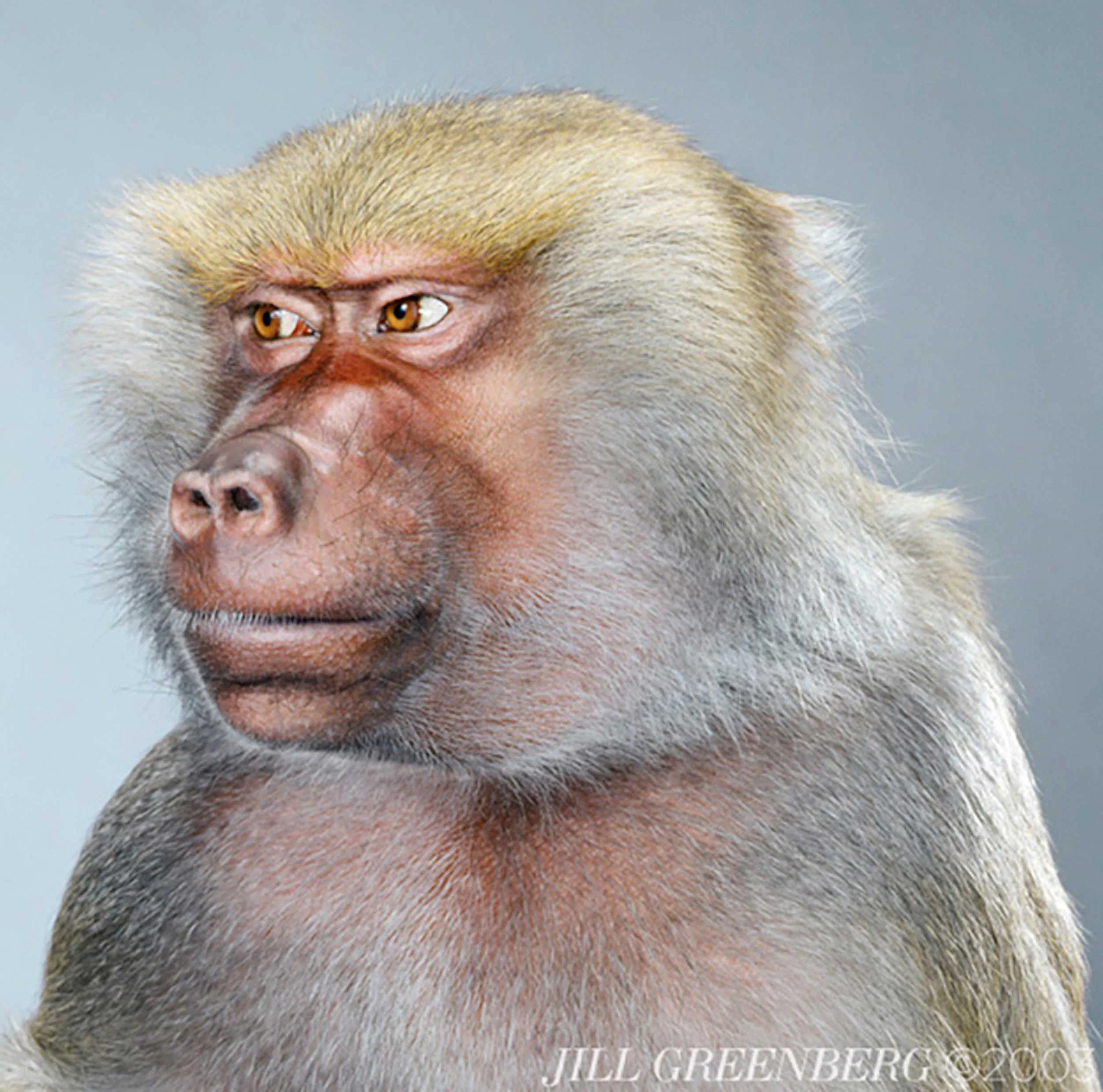 Monkey Portraits — Jill Greenberg Studio