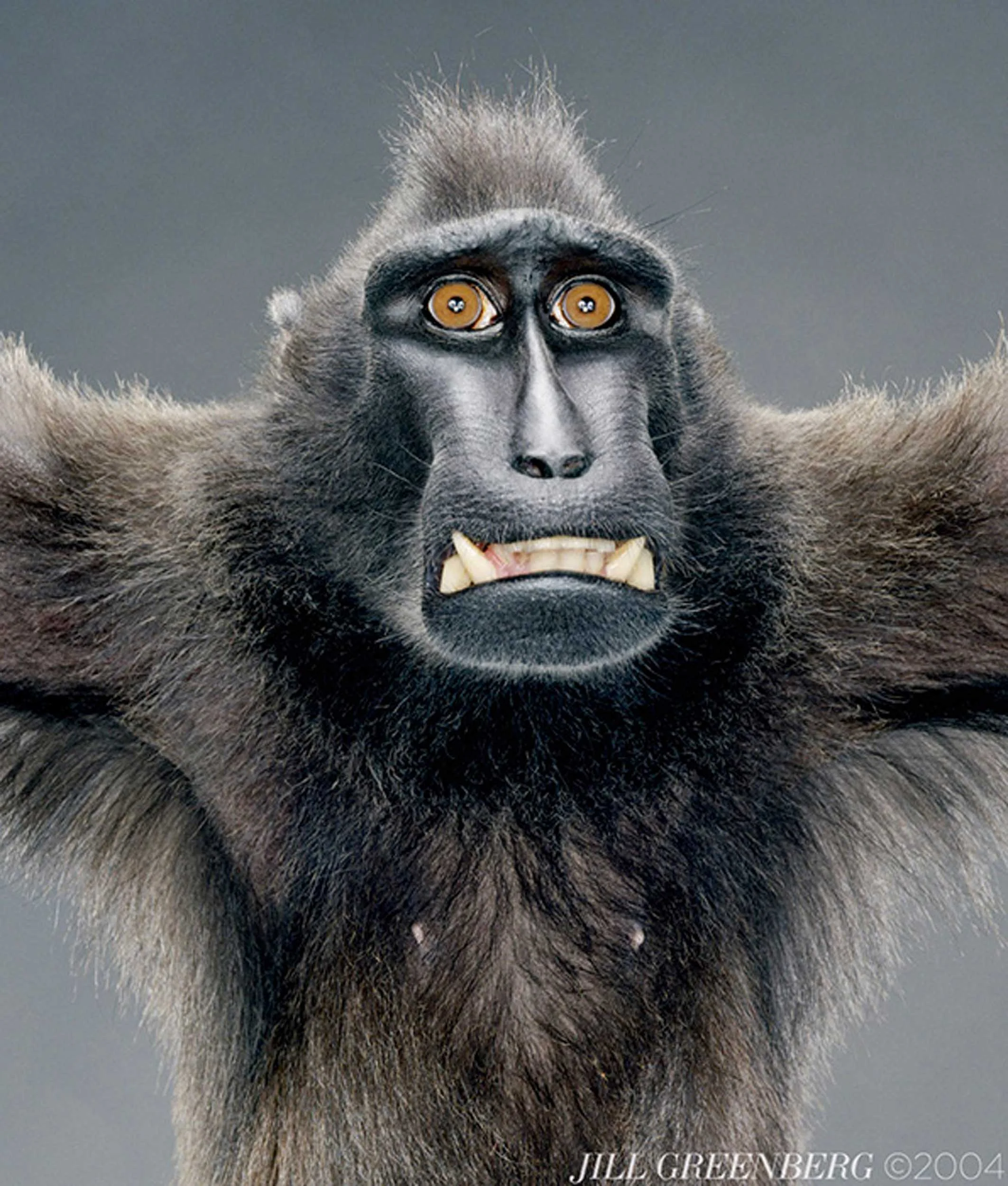 Monkey Portraits — Jill Greenberg Studio