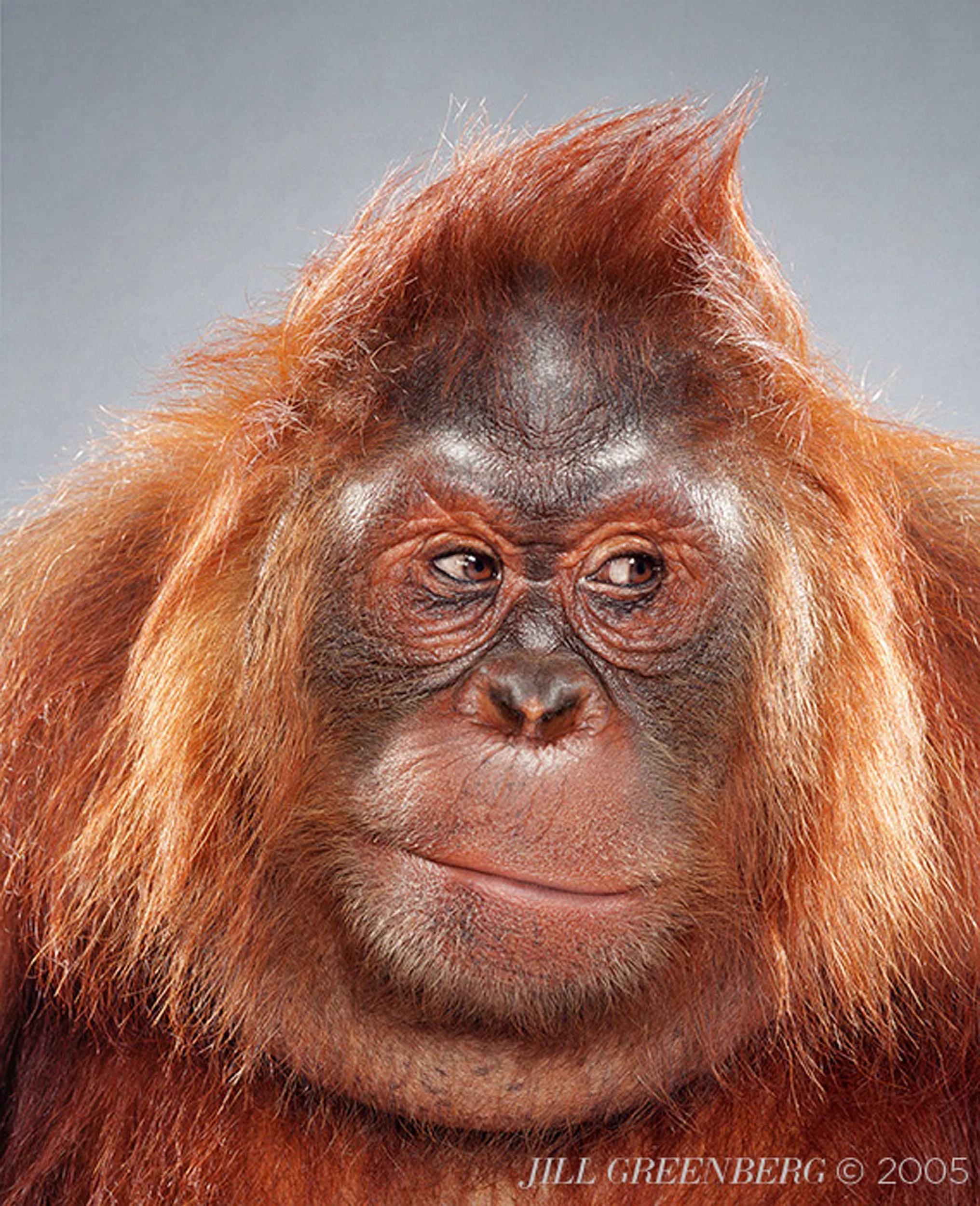 Monkey Portraits — Jill Greenberg Studio