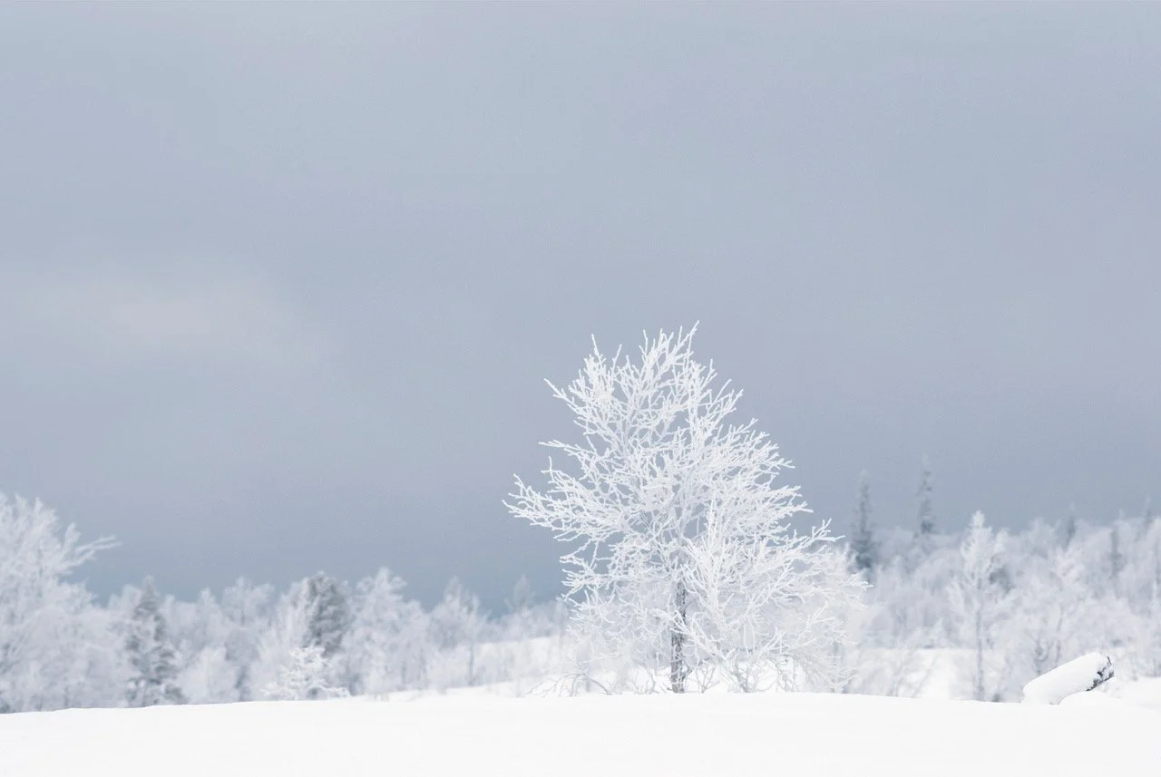 Thomas Widerberg: Northern Lights — Gallagher & Turner