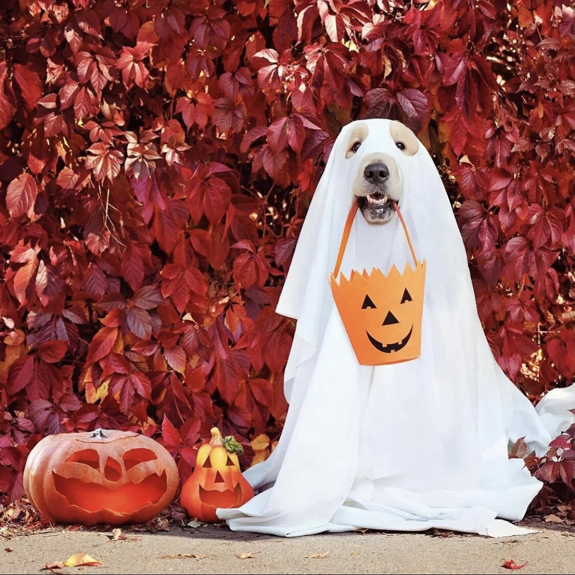 Best Dog Halloween Costumes Runstreet