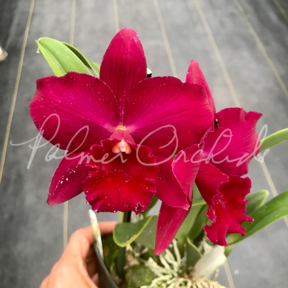 Red Orchid Planter