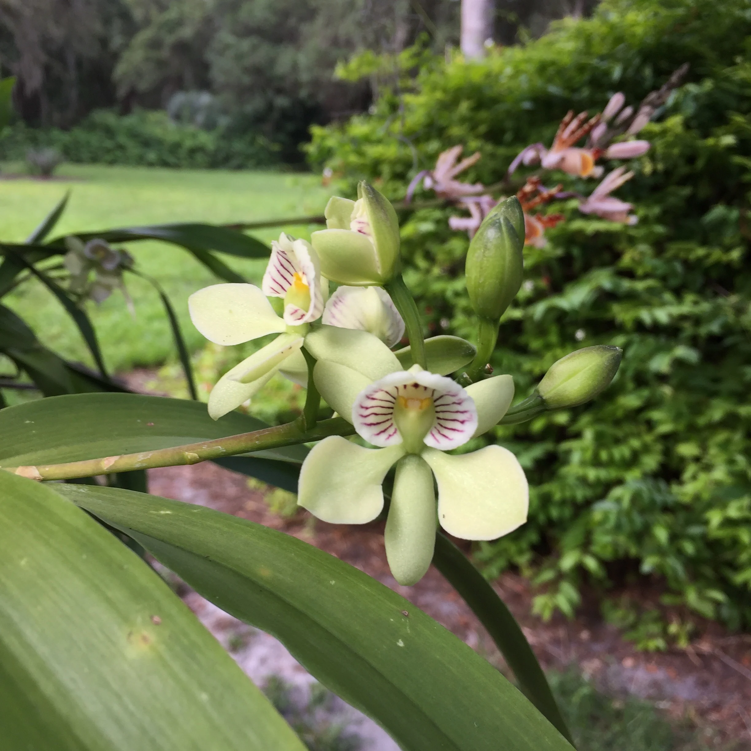 Encyclia — Palmer Orchids