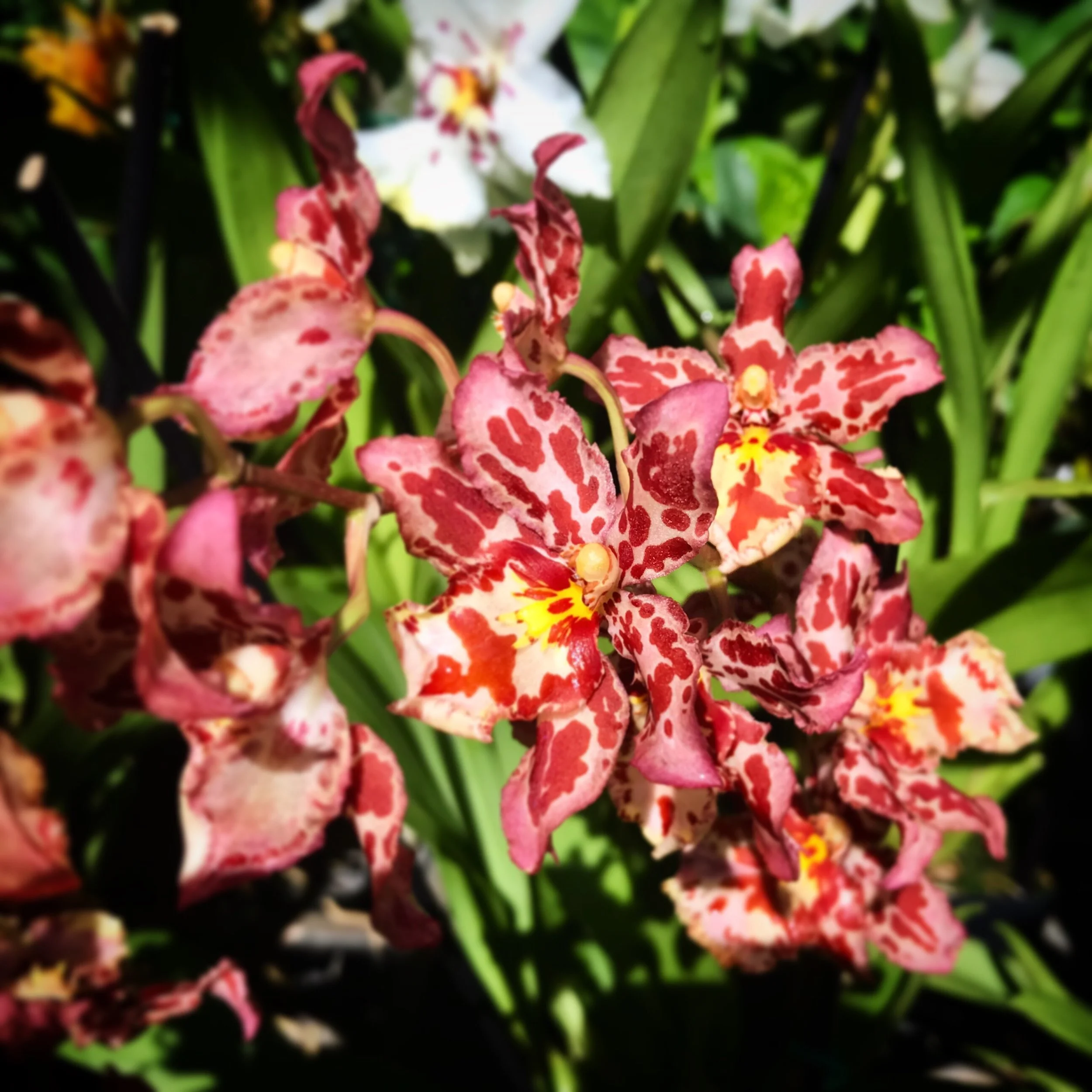 Oncidium — Palmer Orchids