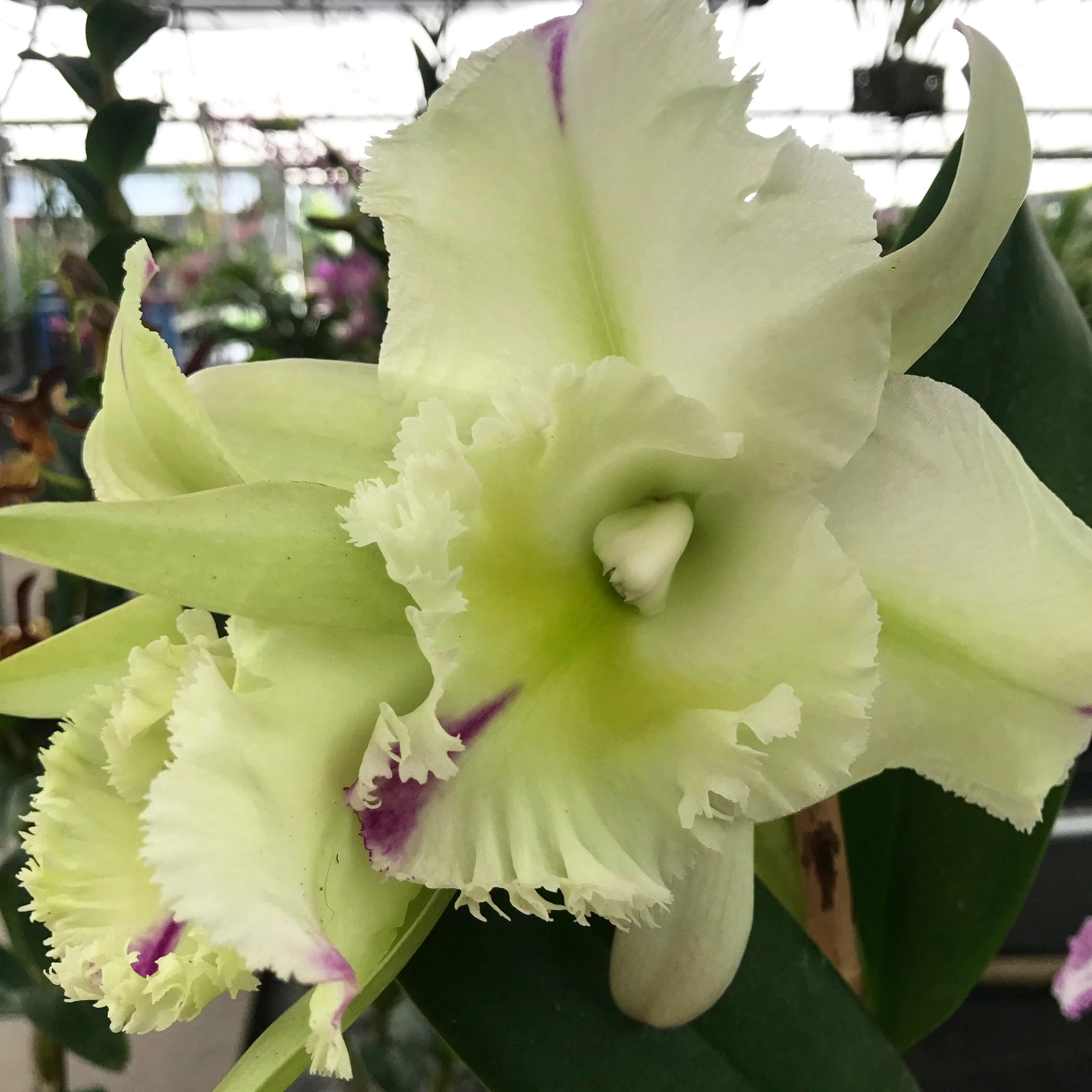 Cattleya April — Palmer Orchids