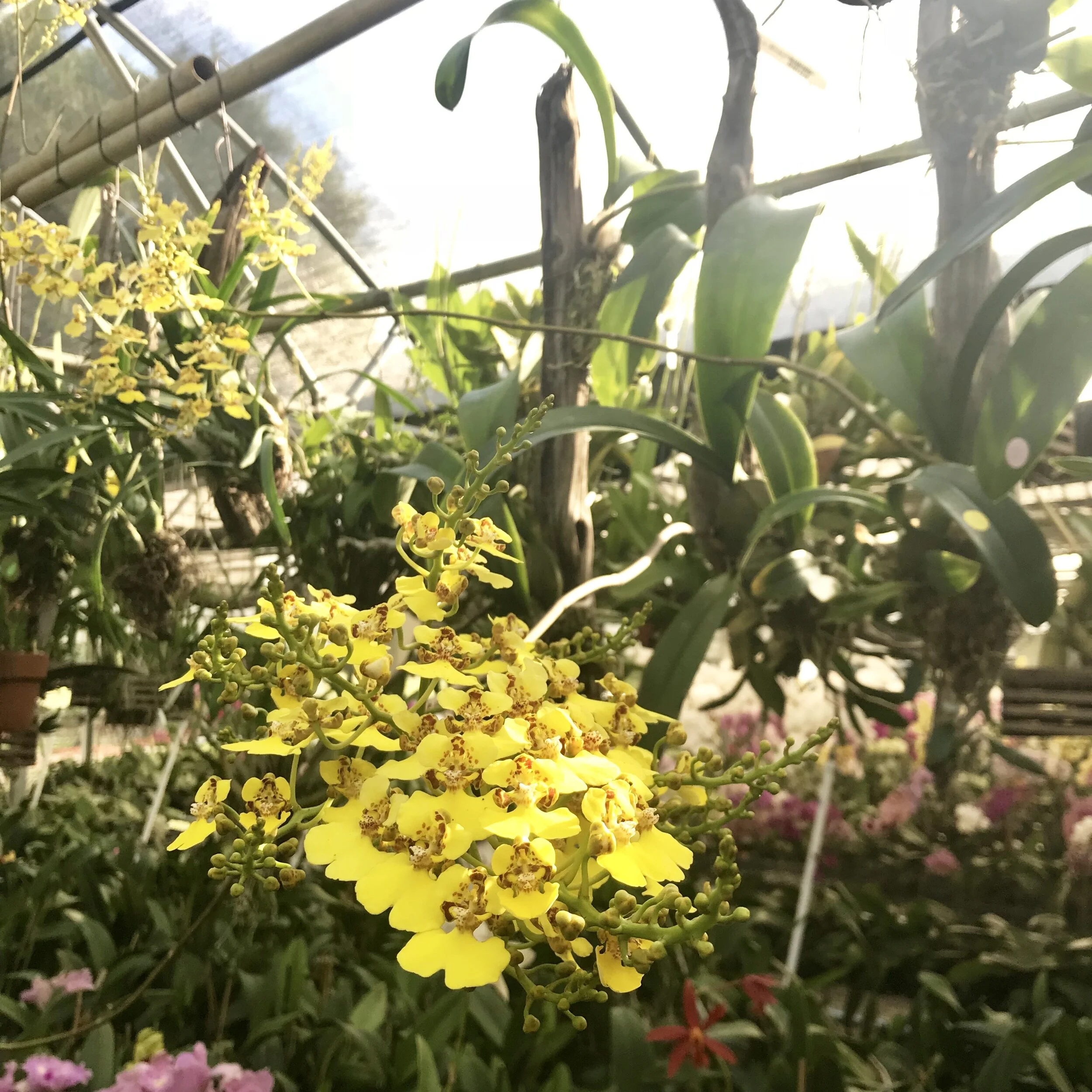 Oncidium — Palmer Orchids
