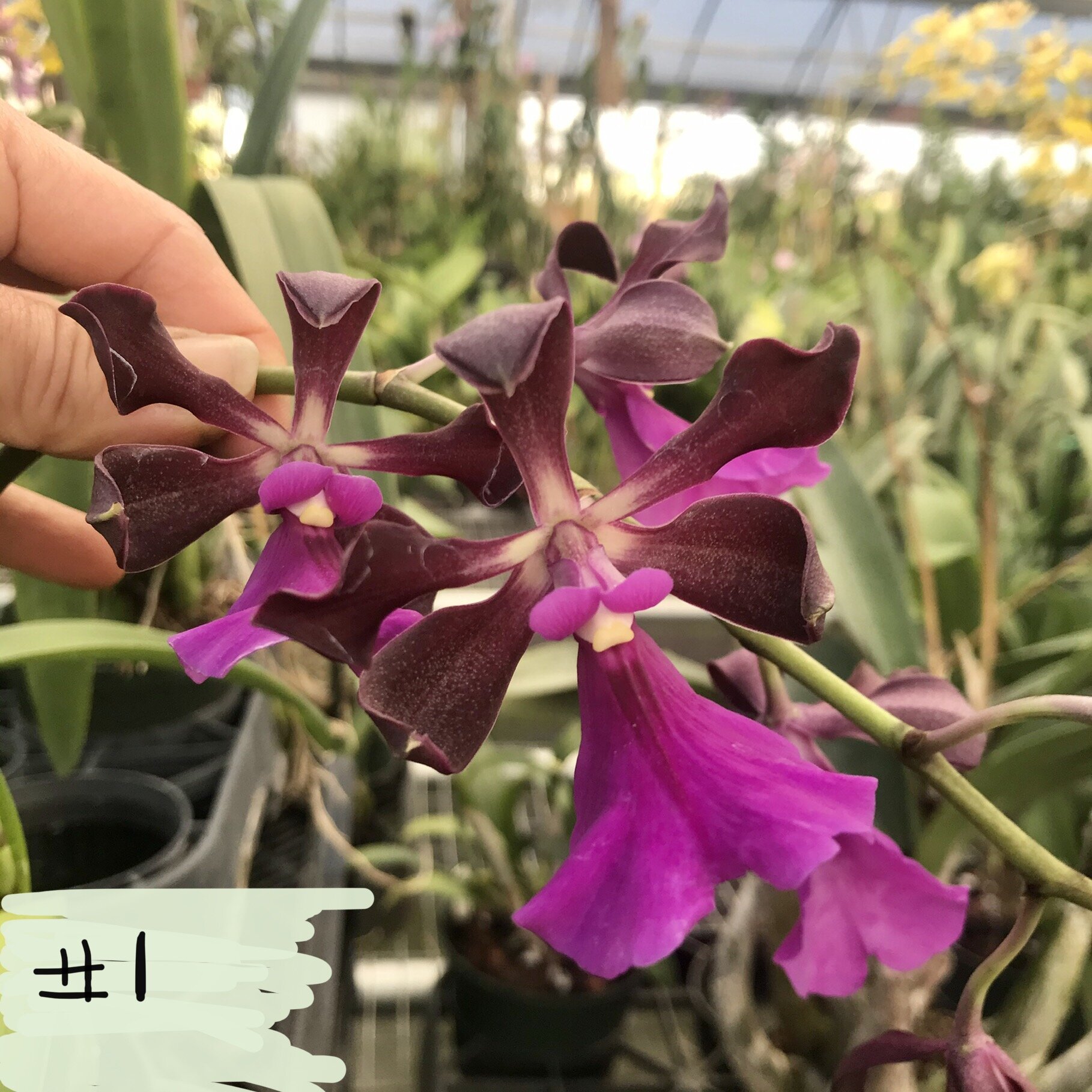 Encyclia — Palmer Orchids