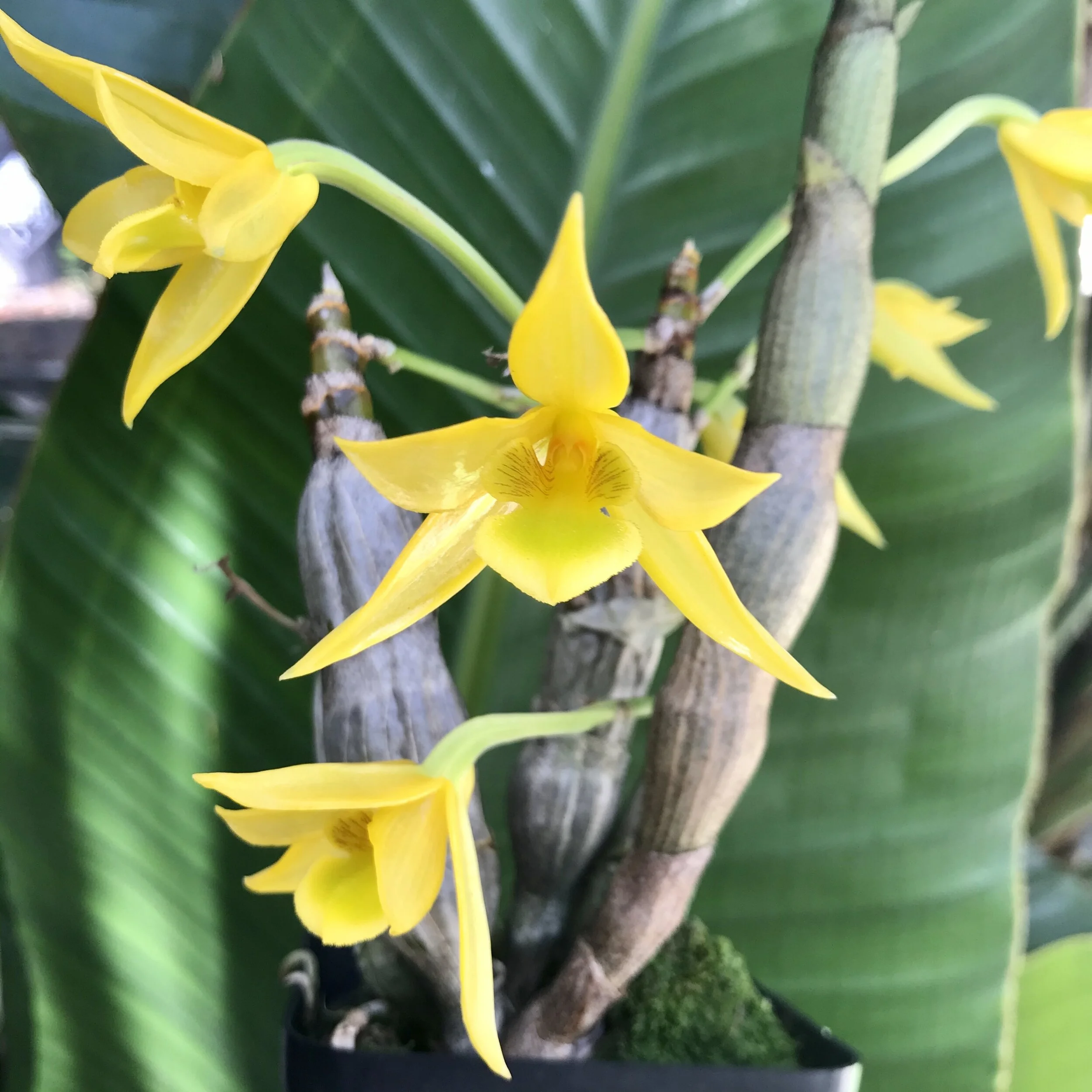 Orchids for Sale — Palmer Orchids