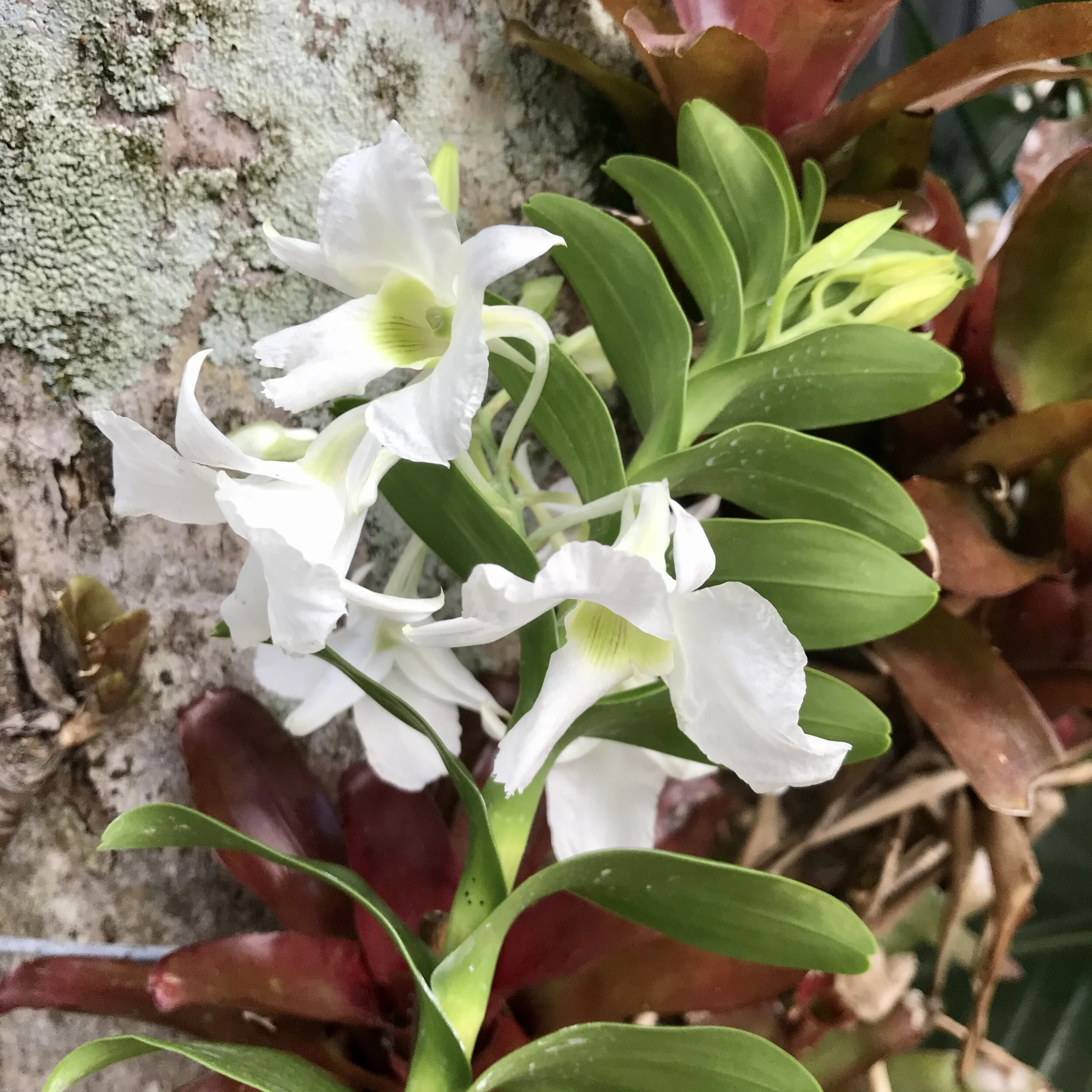 Dendrobium — Palmer Orchids