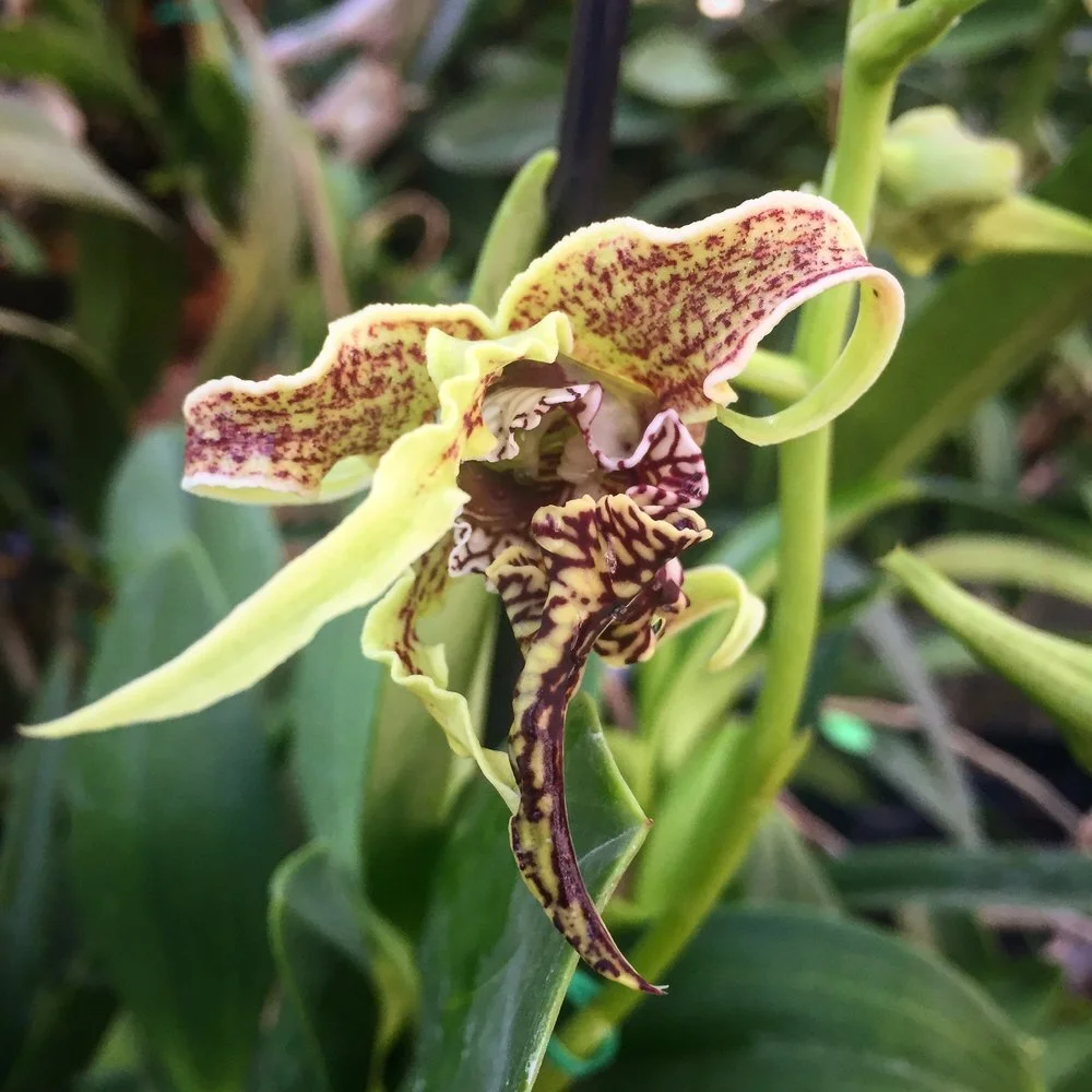 Dendrobium spectabile — Palmer Orchids