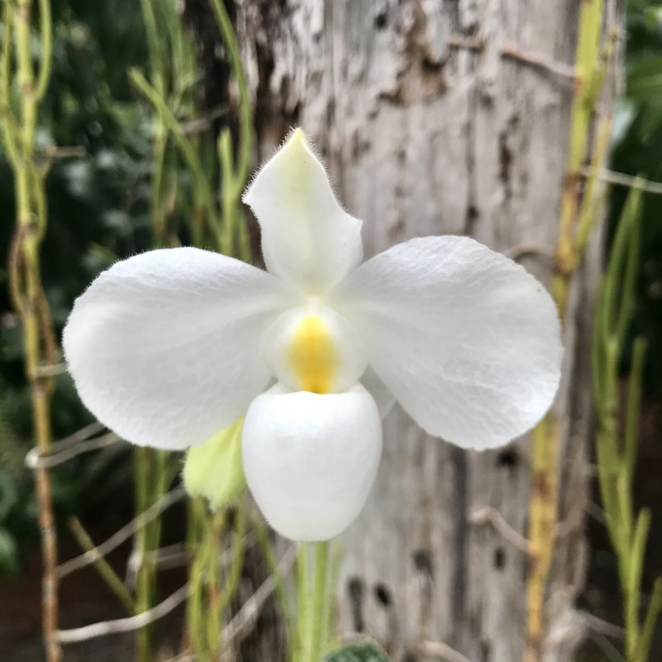 Paph. Pinocchio x Chiu Hua Dancer — Palmer Orchids