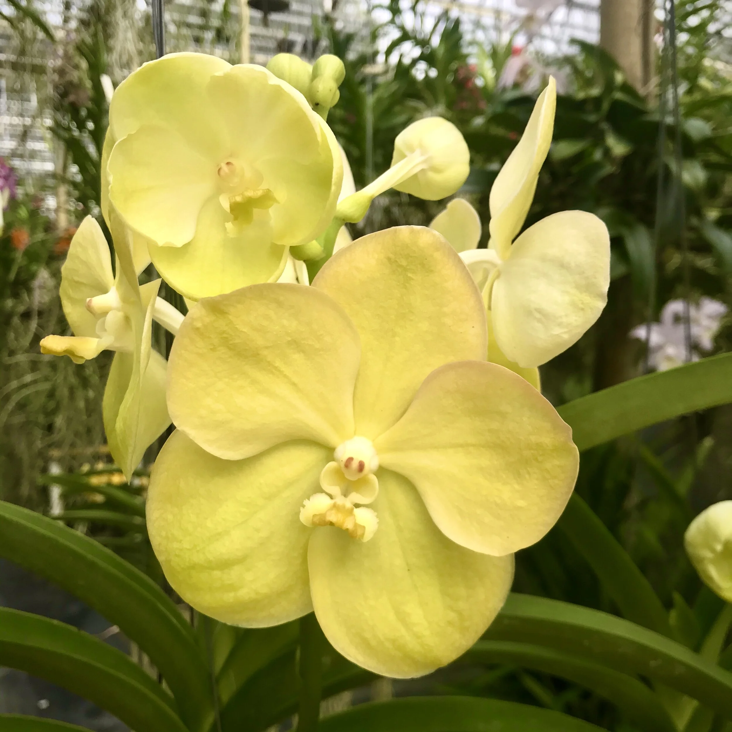 Vanda — Palmer Orchids