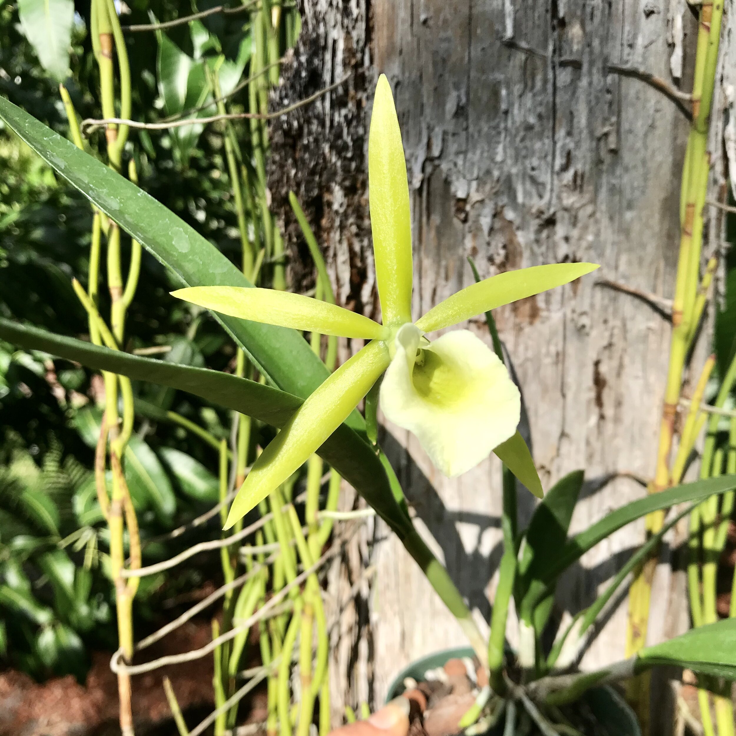 Pcv. Key Lime Stars — Palmer Orchids