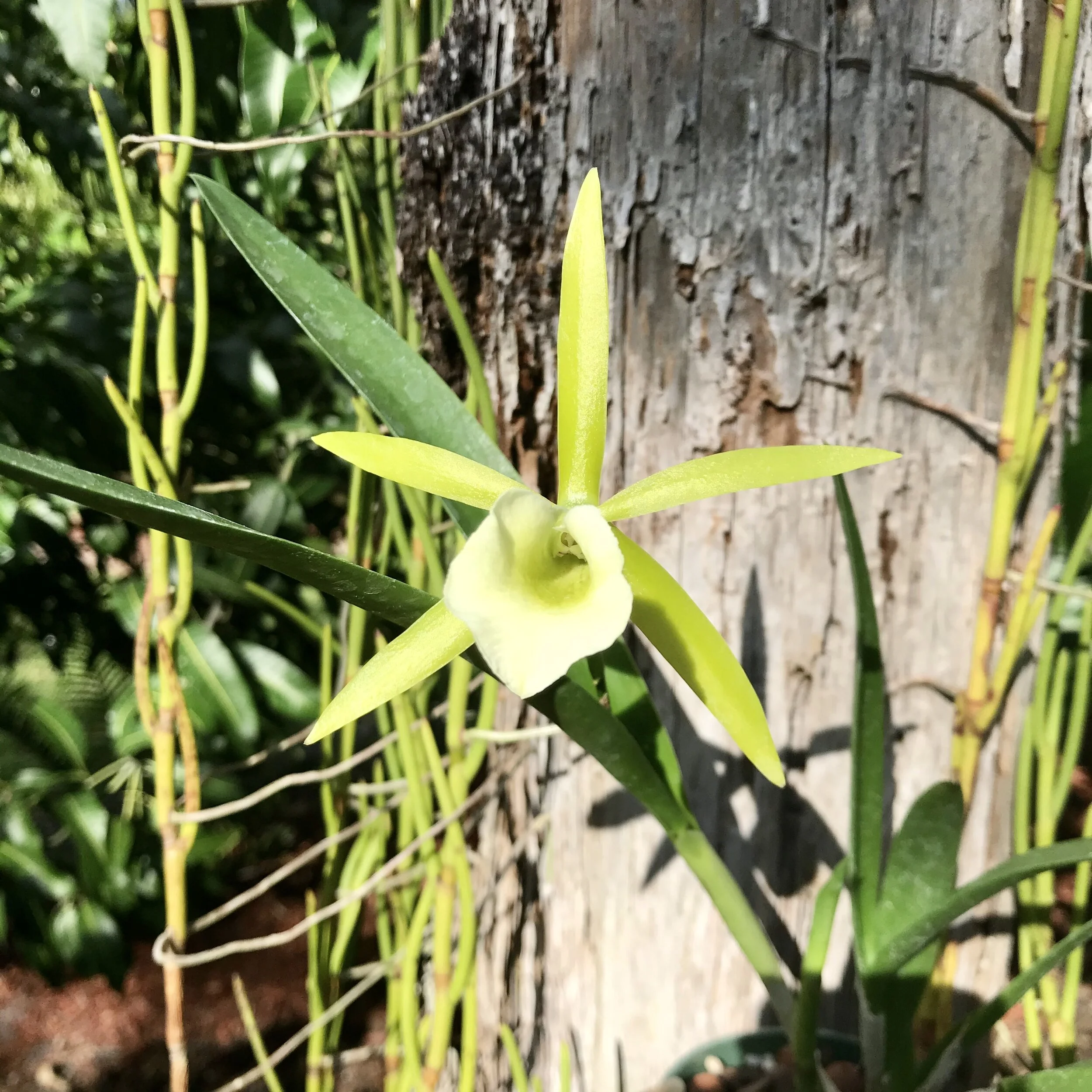 Pcv. Key Lime Stars — Palmer Orchids