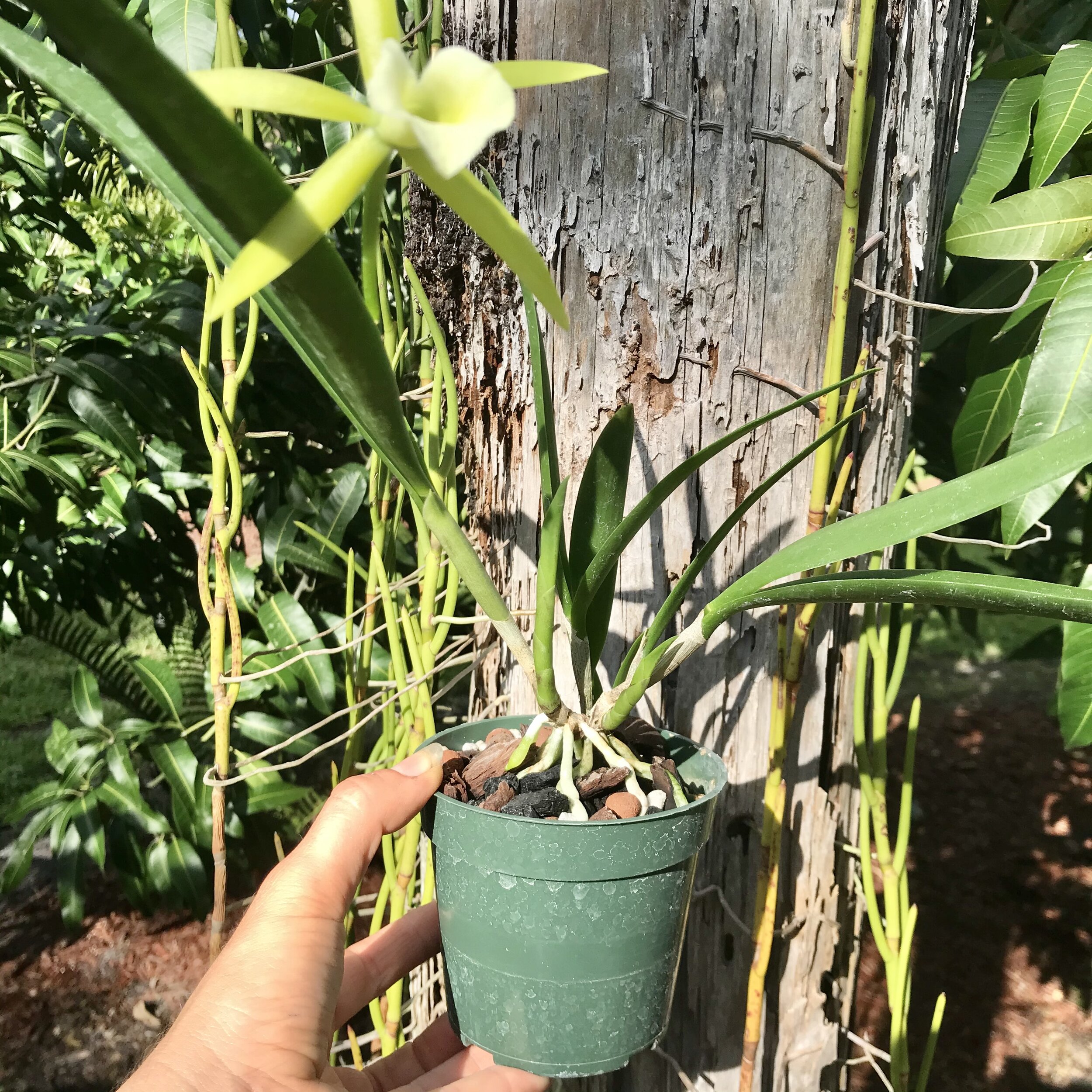 Pcv. Key Lime Stars — Palmer Orchids