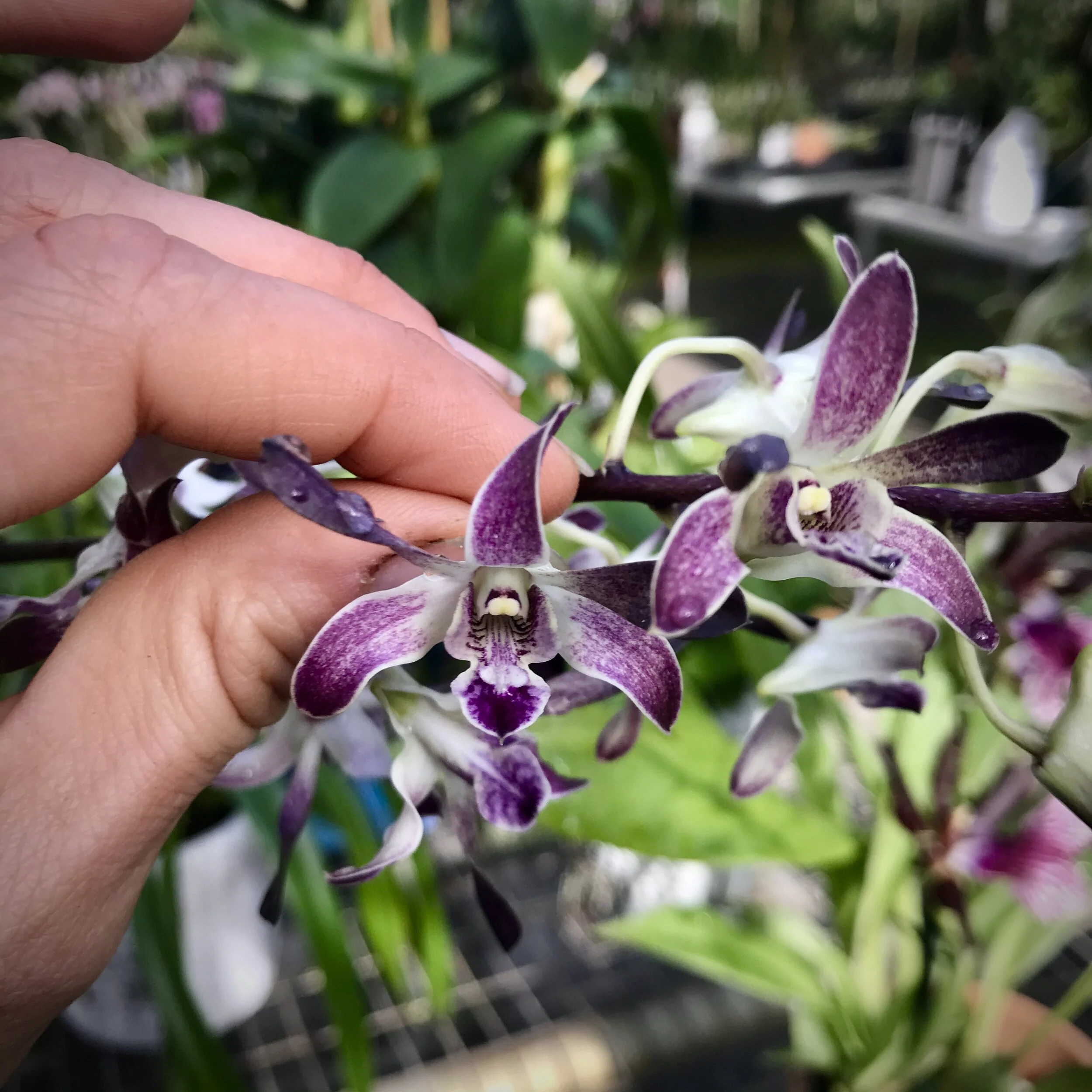 Dendrobium — Palmer Orchids