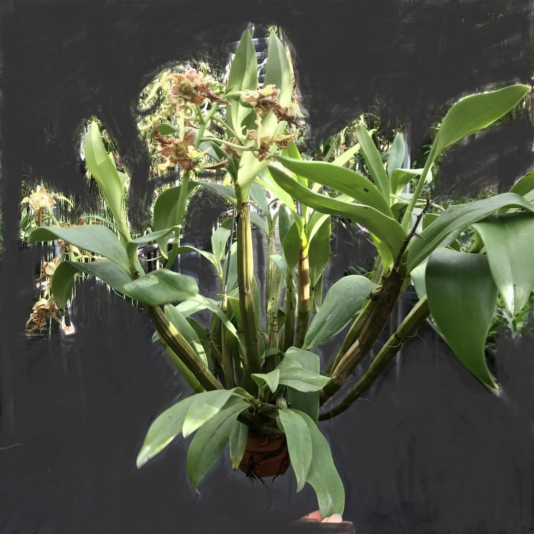 Dendrobium spectabile — Palmer Orchids