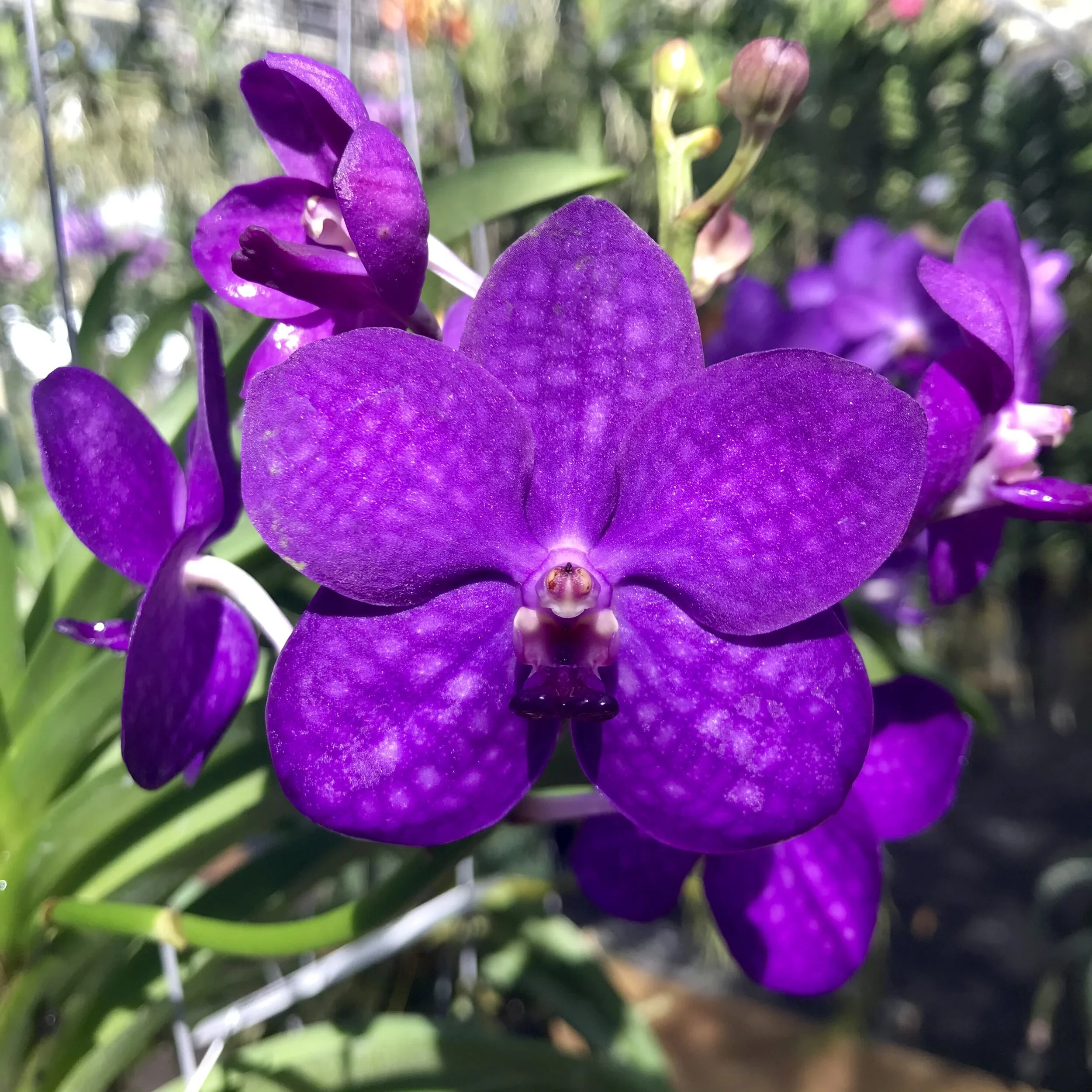 Out of Stock — Palmer Orchids