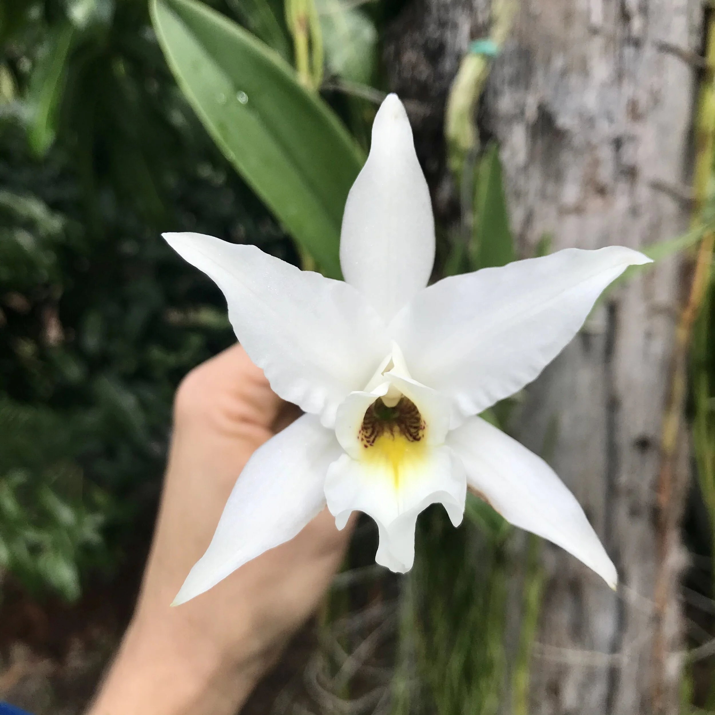 Laelia aurea — Palmer Orchids