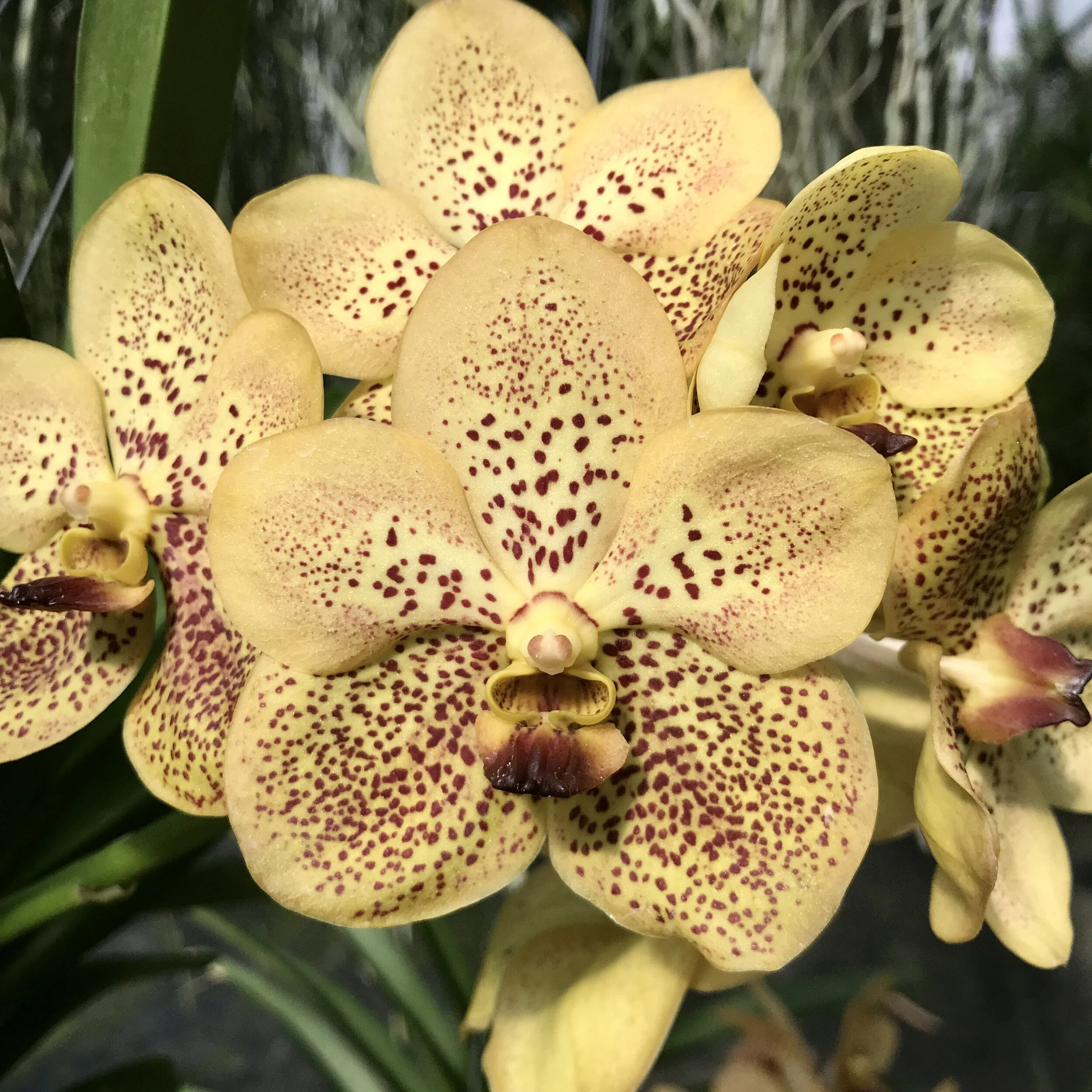 Vanda — Palmer Orchids