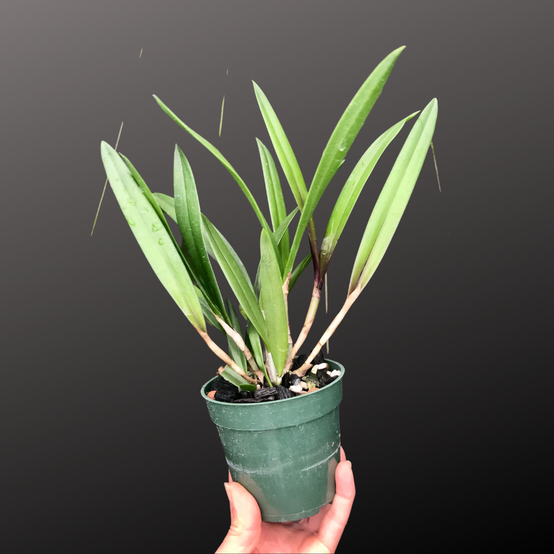 Cattleya bowringiana var. coerulea — Palmer Orchids