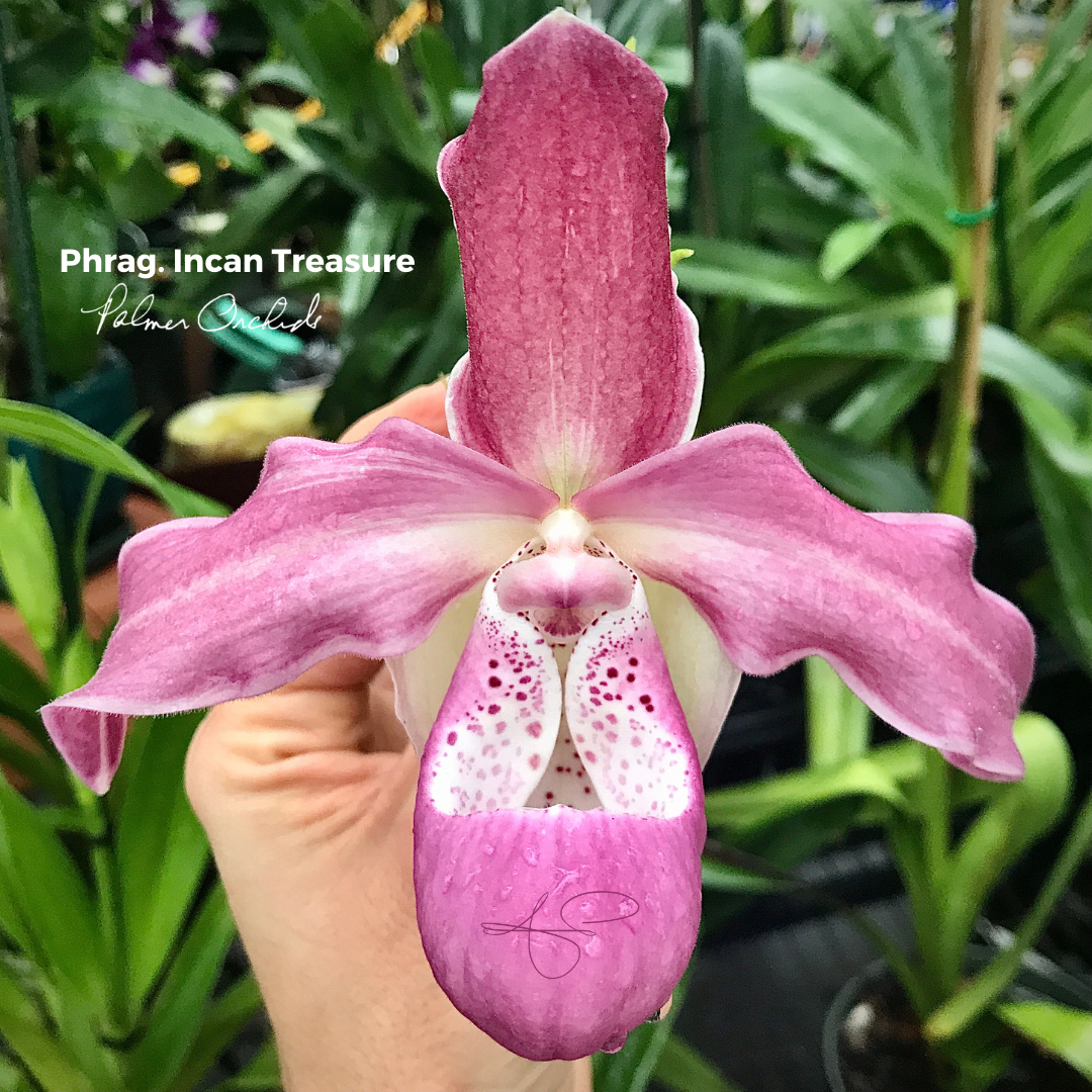 Orchids For Sale Palmer Orchids
