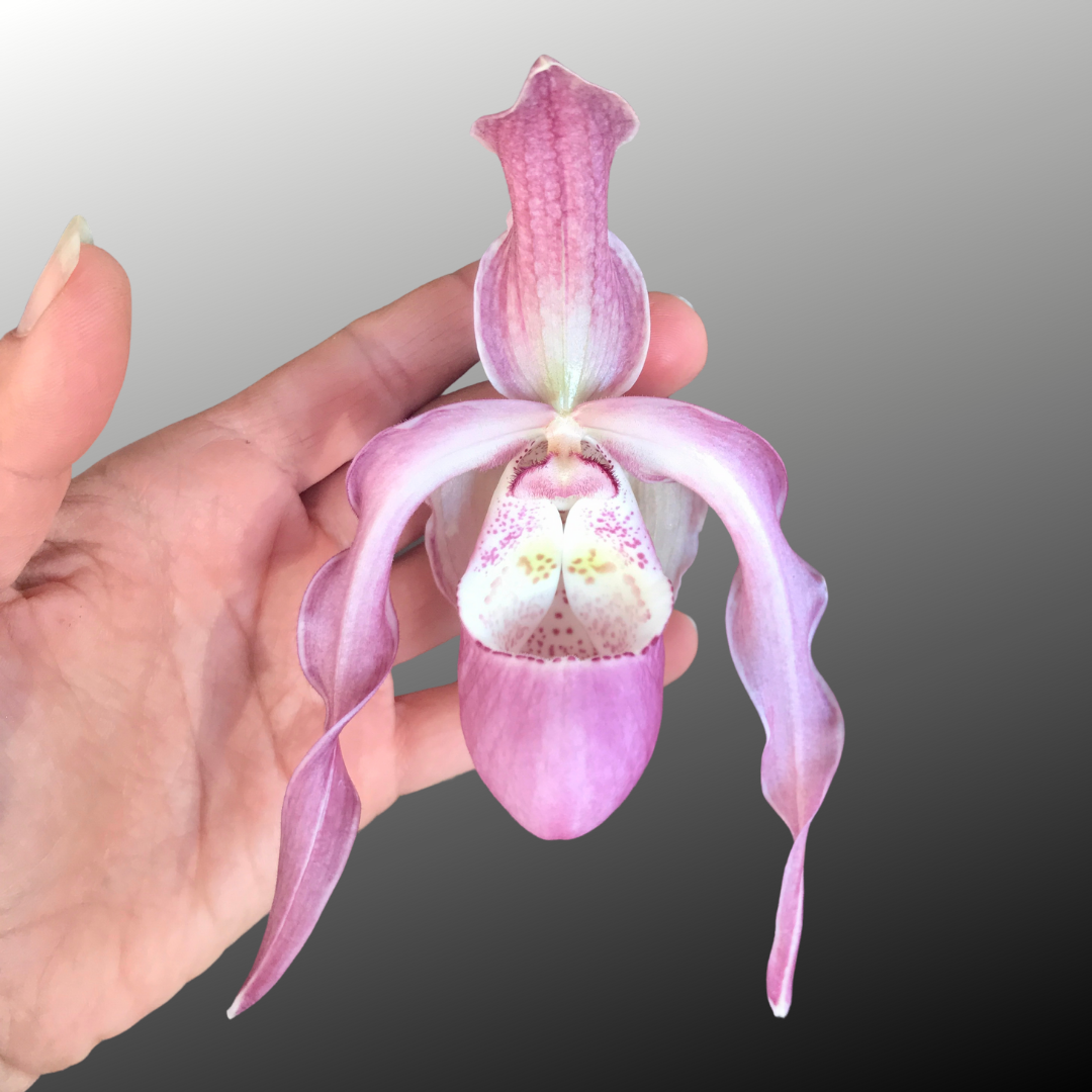 Paphs and Phrags — Palmer Orchids