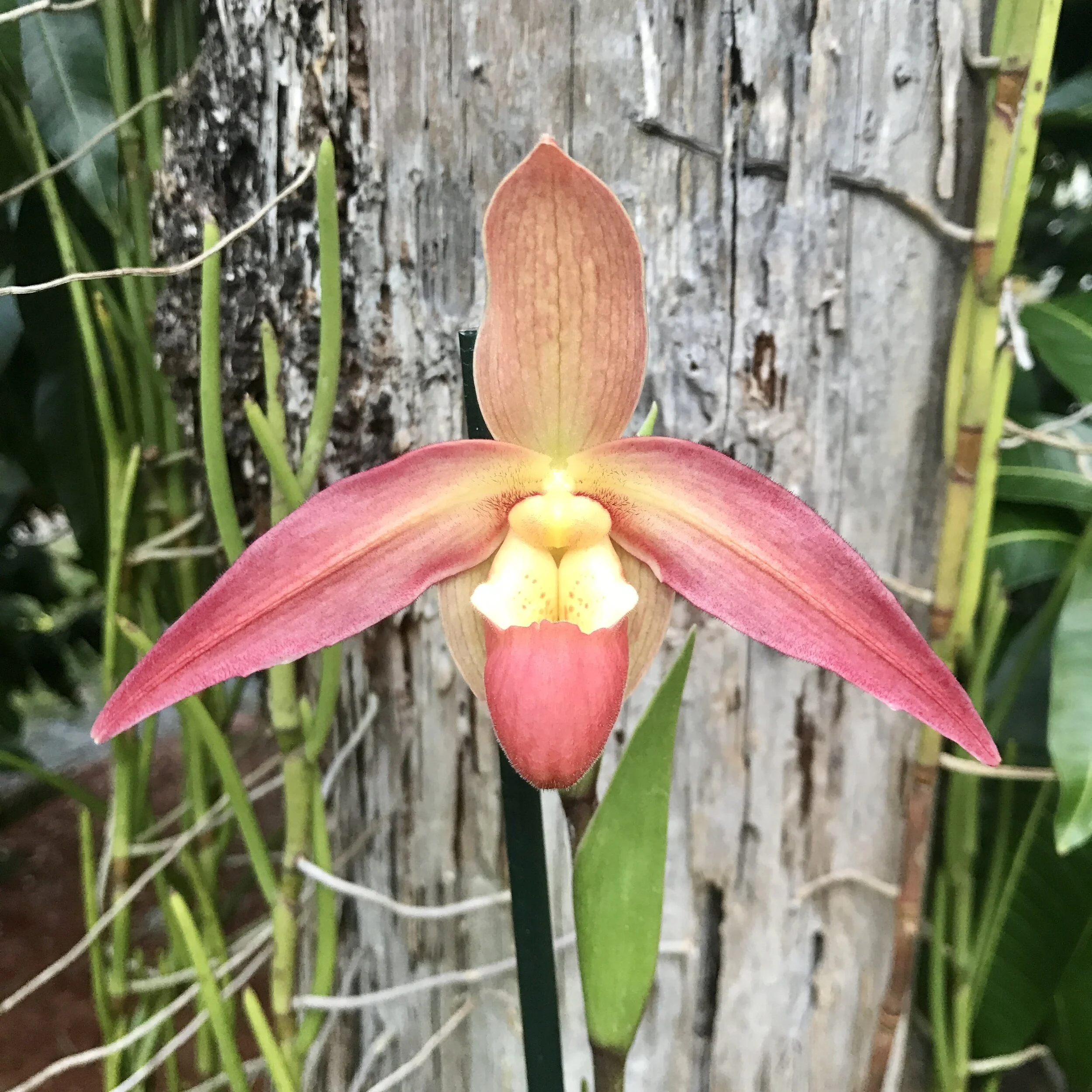 Paphs and Phrags — Palmer Orchids