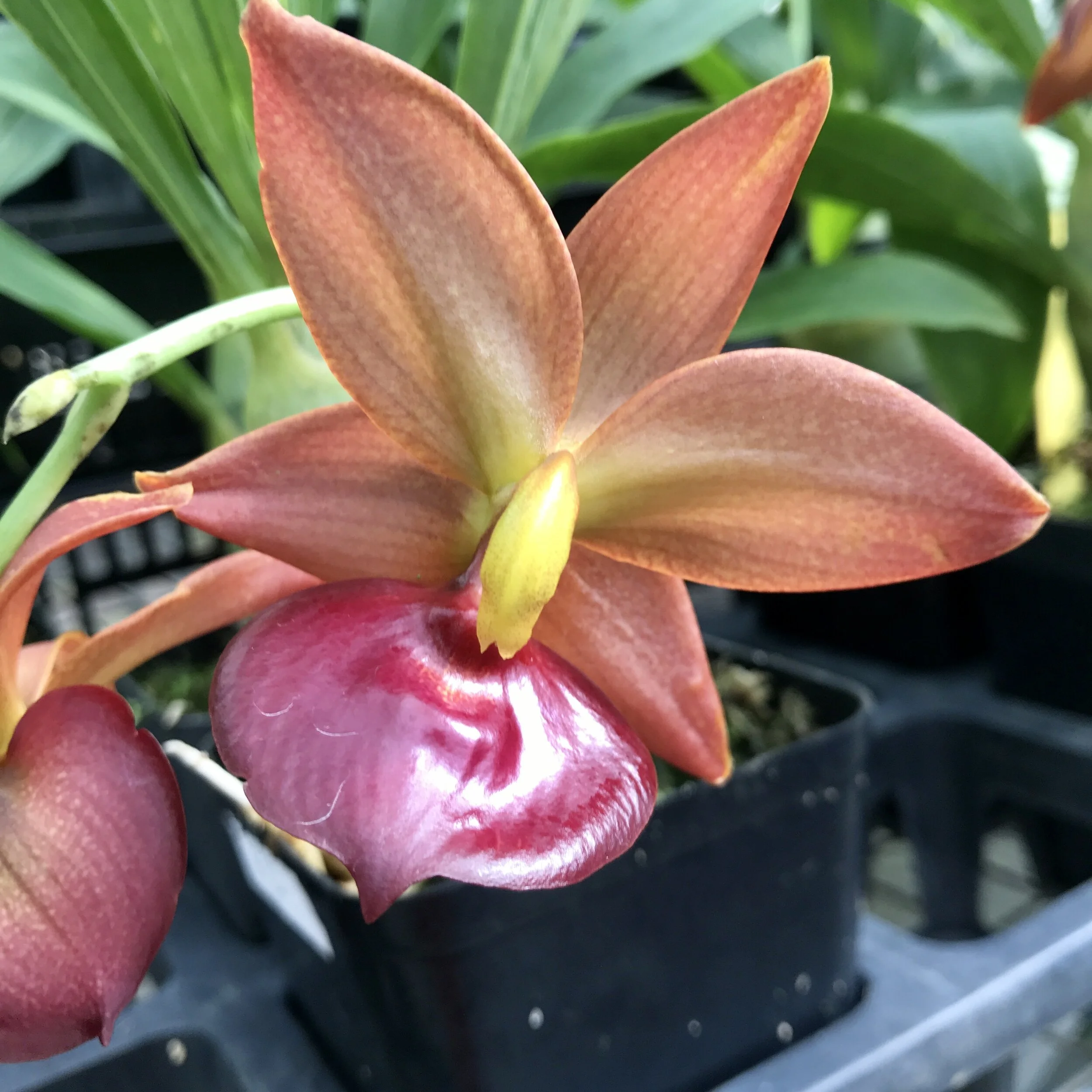 Eria ornata — Palmer Orchids