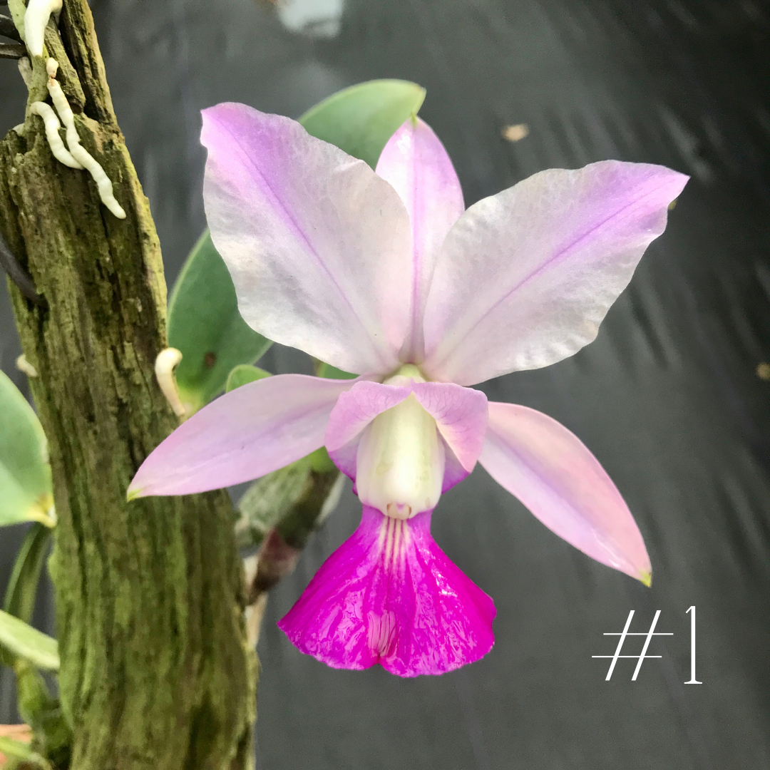 Cattleya walkeriana — Palmer Orchids