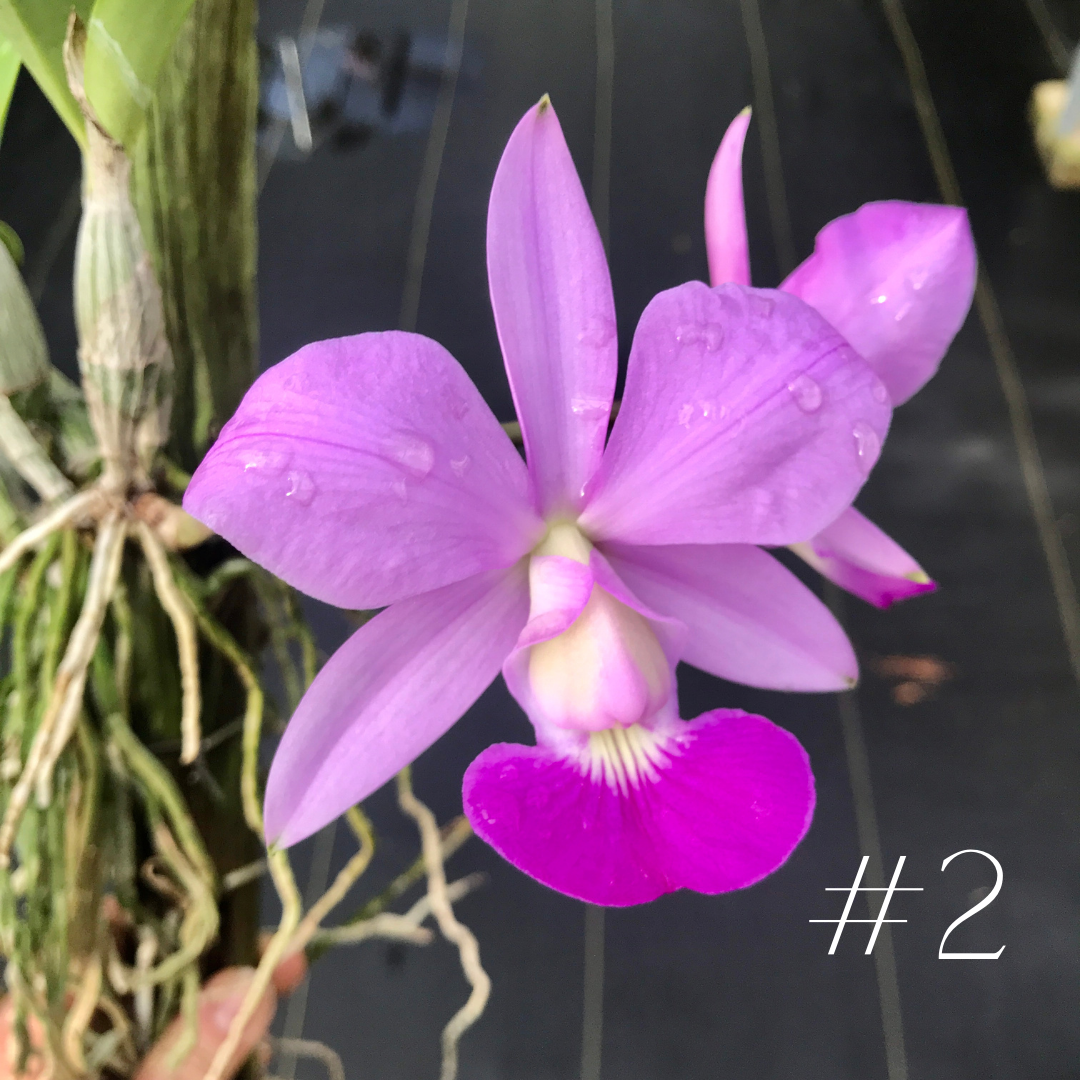 Cattleya walkeriana — Palmer Orchids