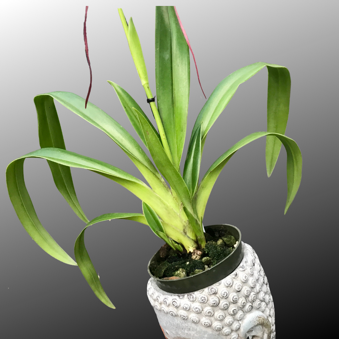 Phrag. Leslie Garay — Palmer Orchids