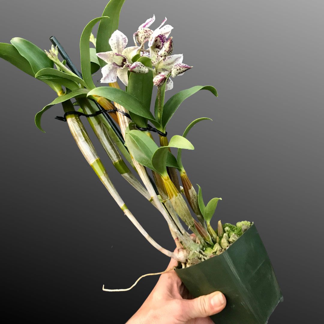 Den. Roy Tokunaga — Palmer Orchids