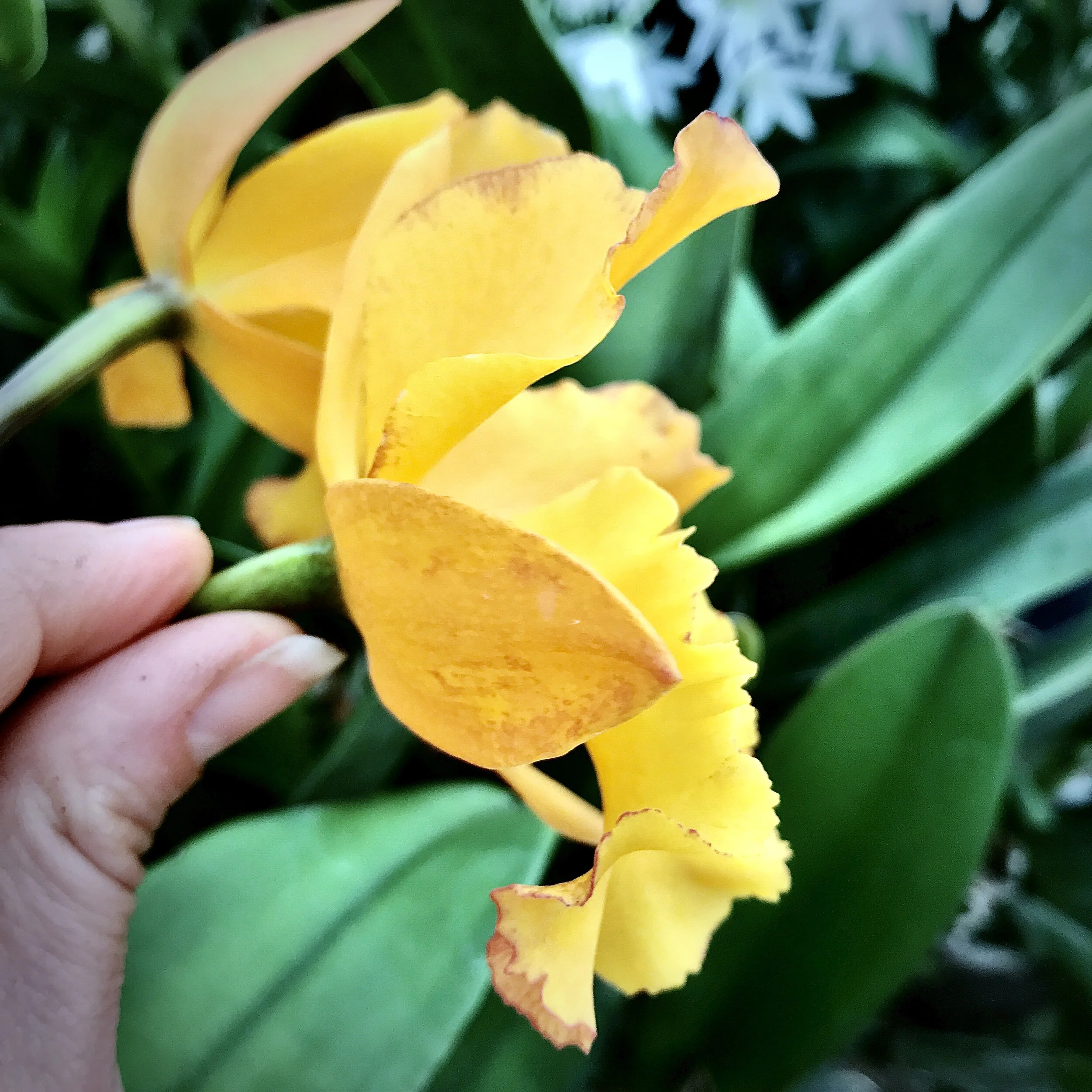 Rth. Elizabeth Palmer 'Palmer Orchids' — Palmer Orchids