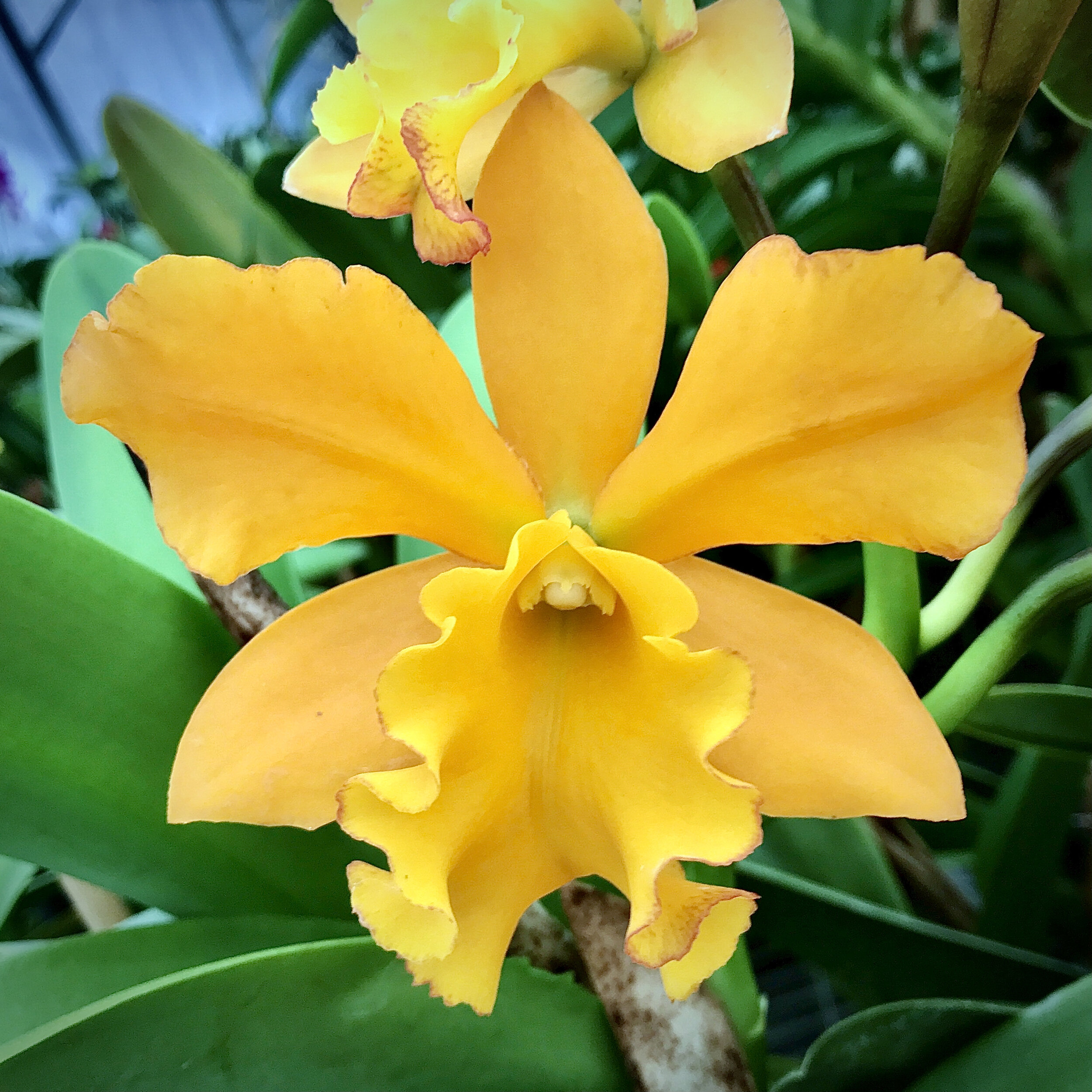 Rth. Elizabeth Palmer 'Palmer Orchids' — Palmer Orchids