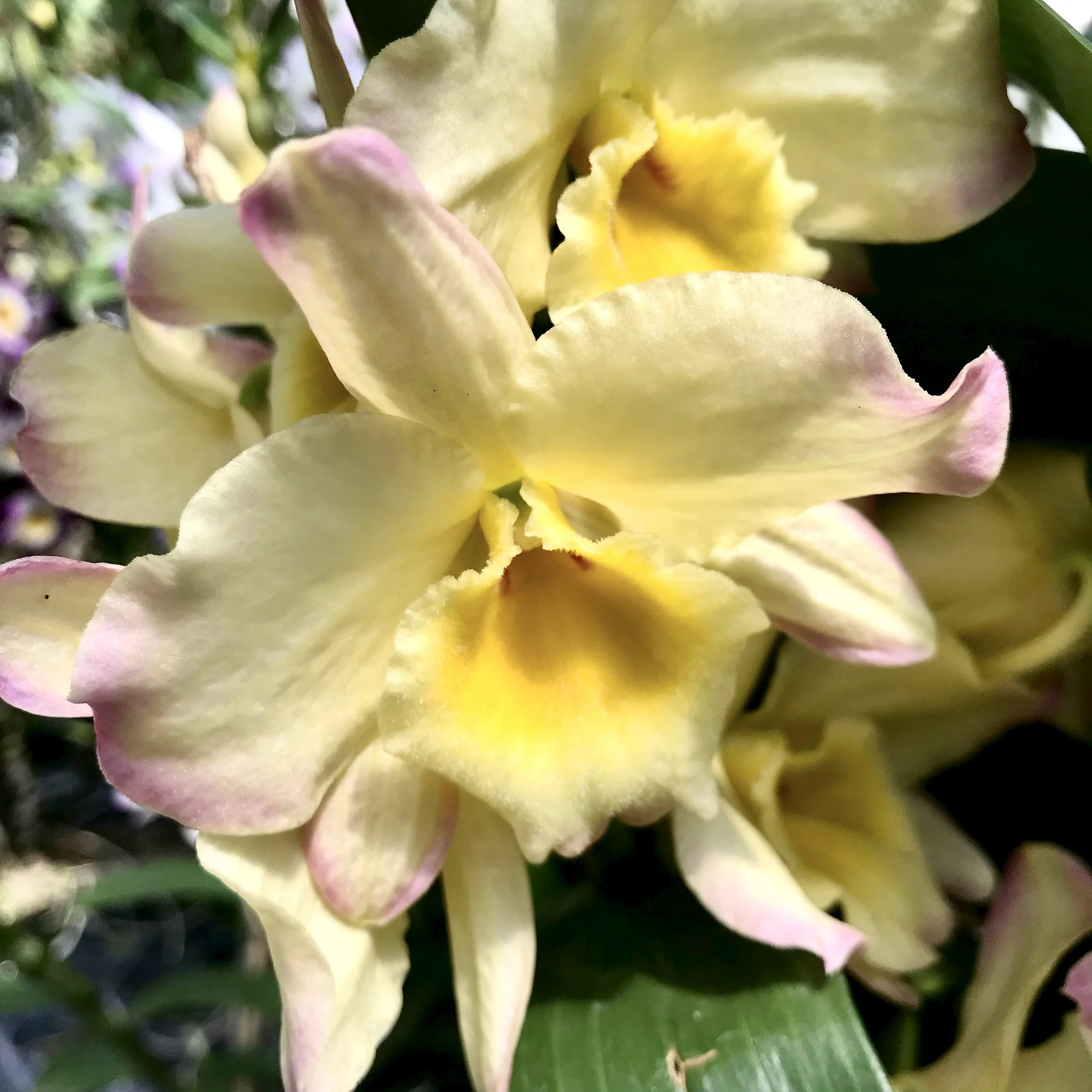 Dendrobium Orchids For Sale — Palmer Orchids