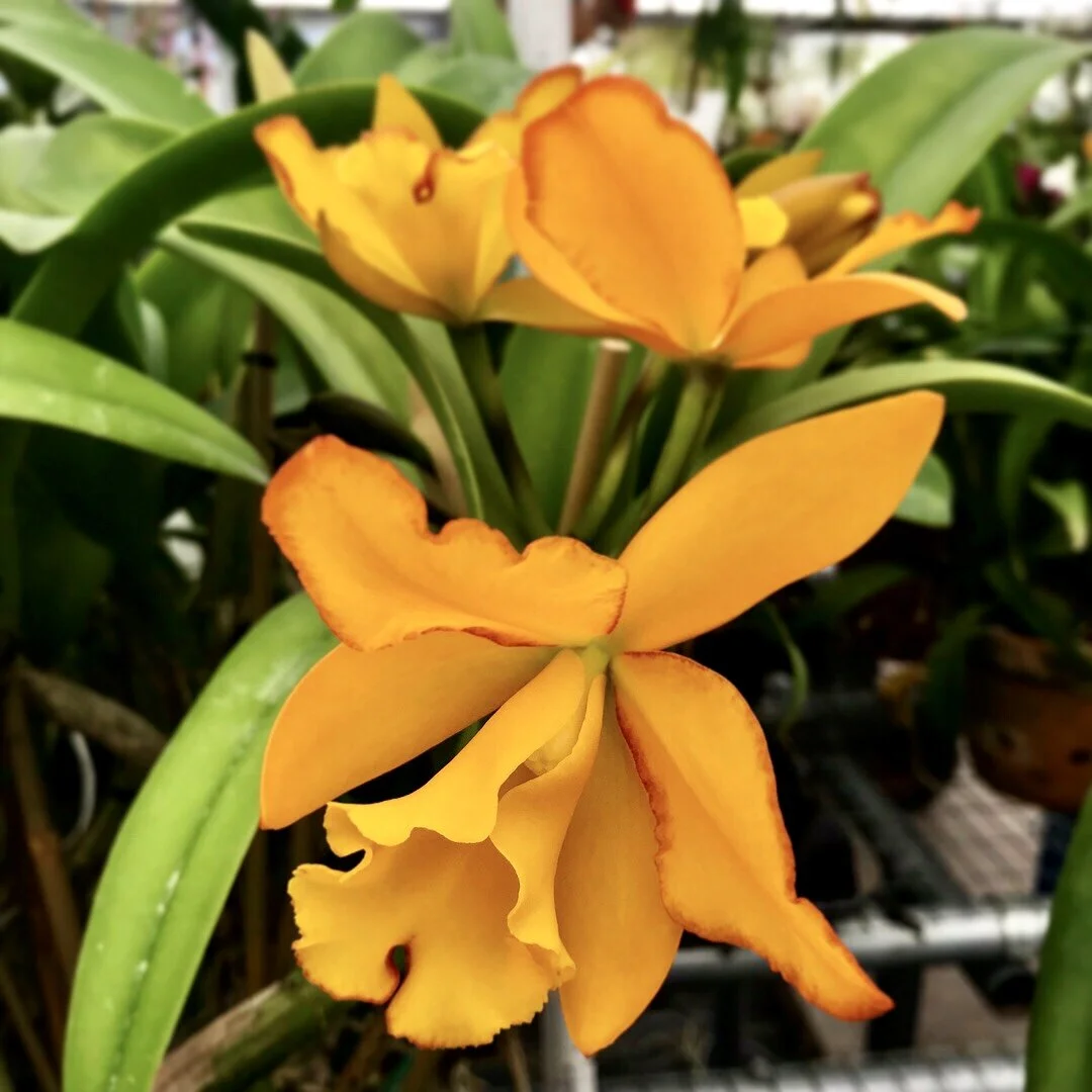 Rth. Elizabeth Palmer 'Palmer Orchids' — Palmer Orchids
