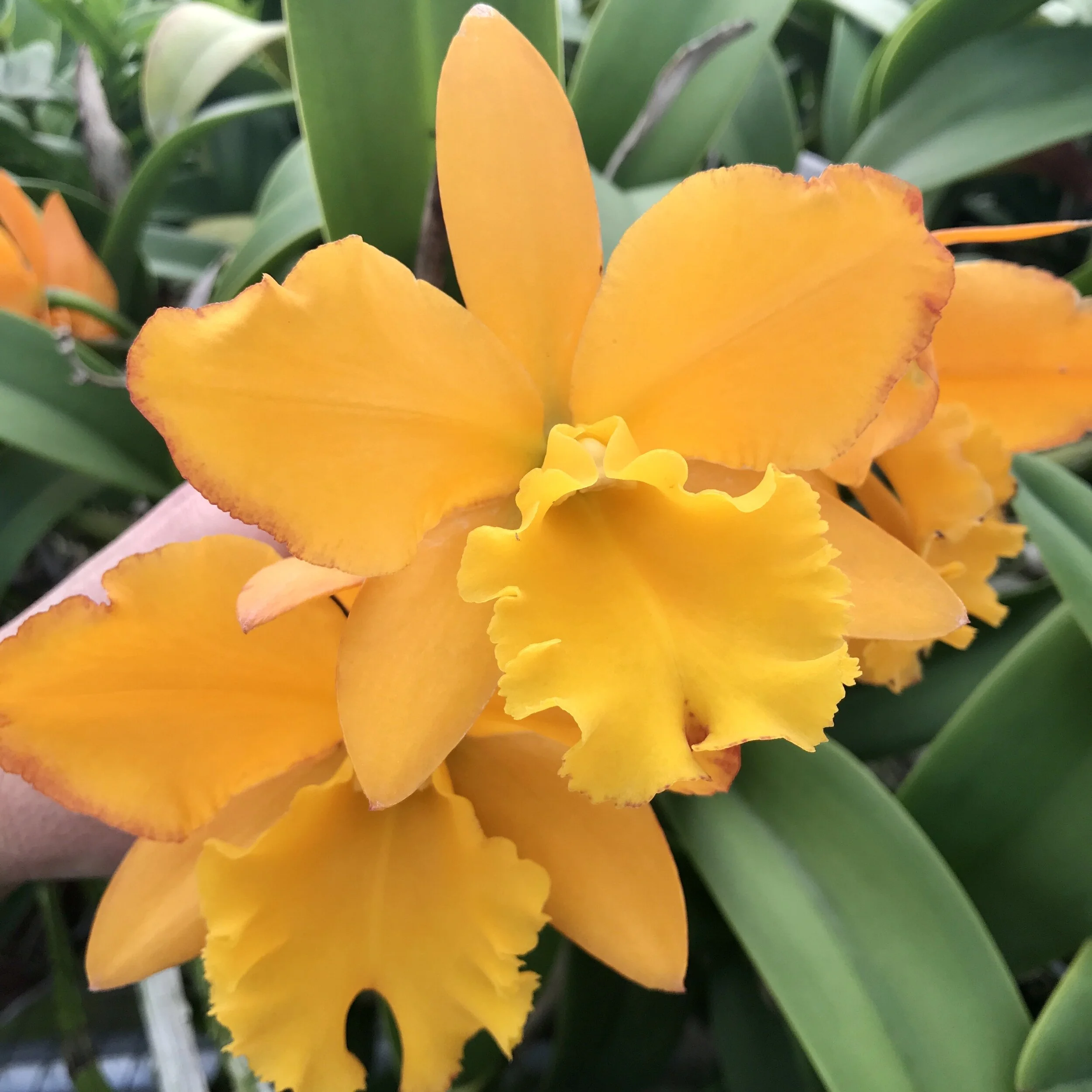 Rth. Elizabeth Palmer 'Palmer Orchids' — Palmer Orchids