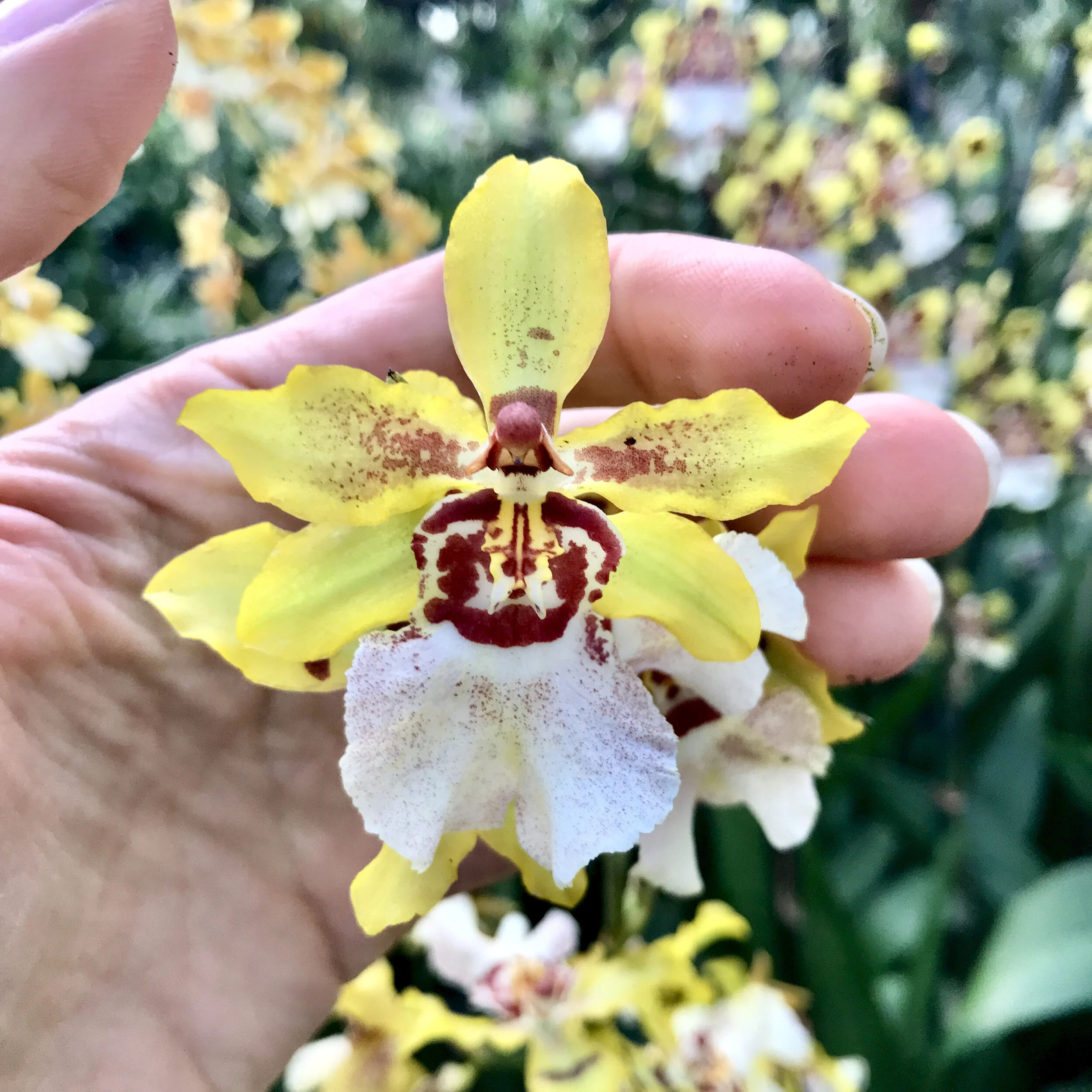 Ons. Wildcat 'Yellow King' — Palmer Orchids