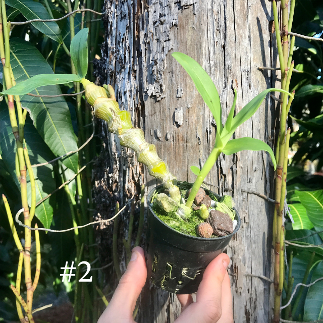 Dendrobium pendulum — Palmer Orchids