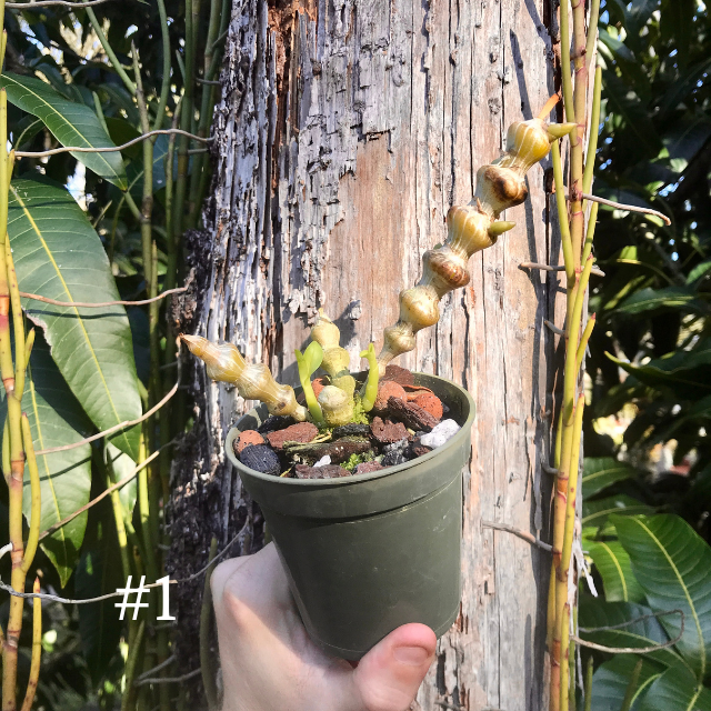 Dendrobium pendulum — Palmer Orchids