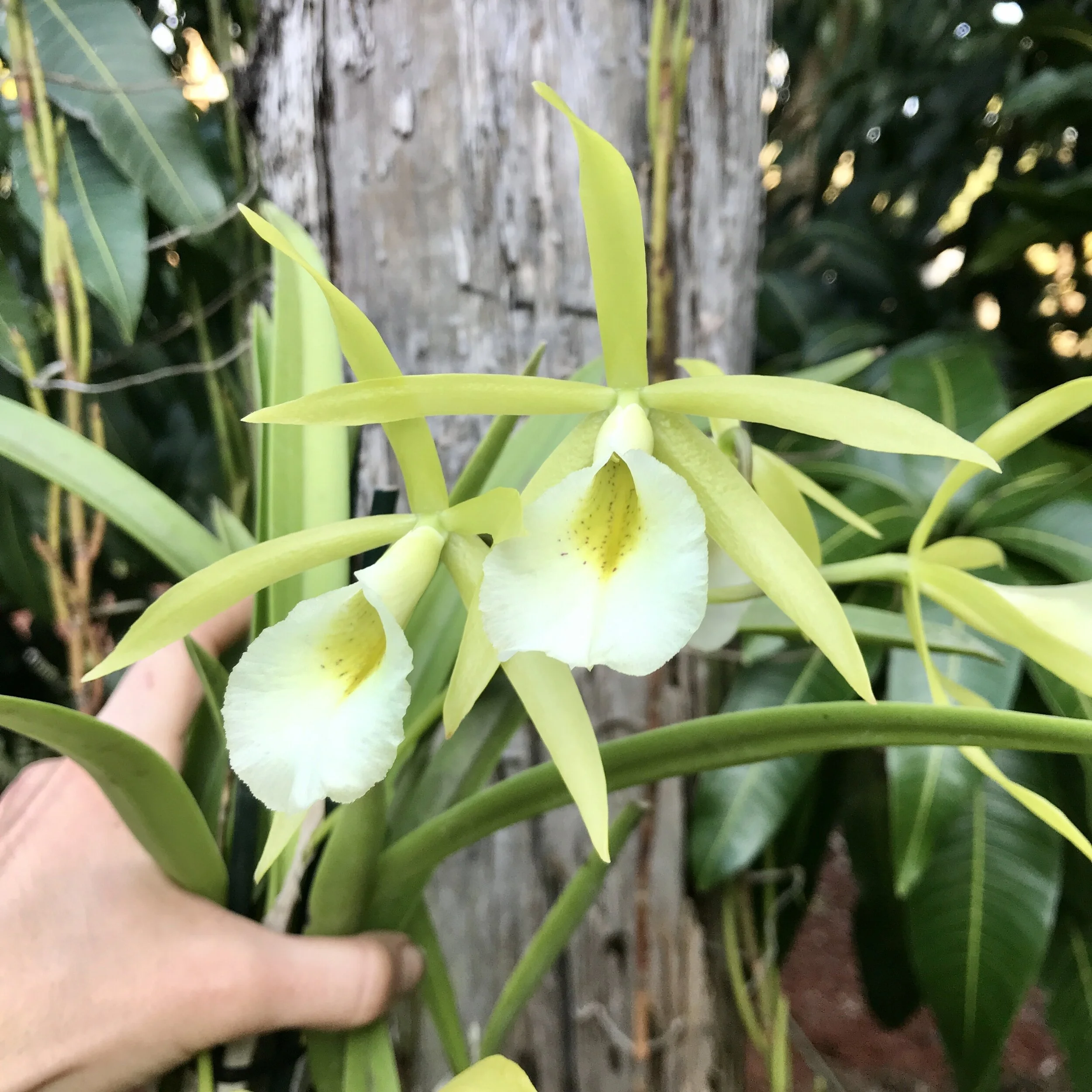 Pcv. Key Lime Stars — Palmer Orchids