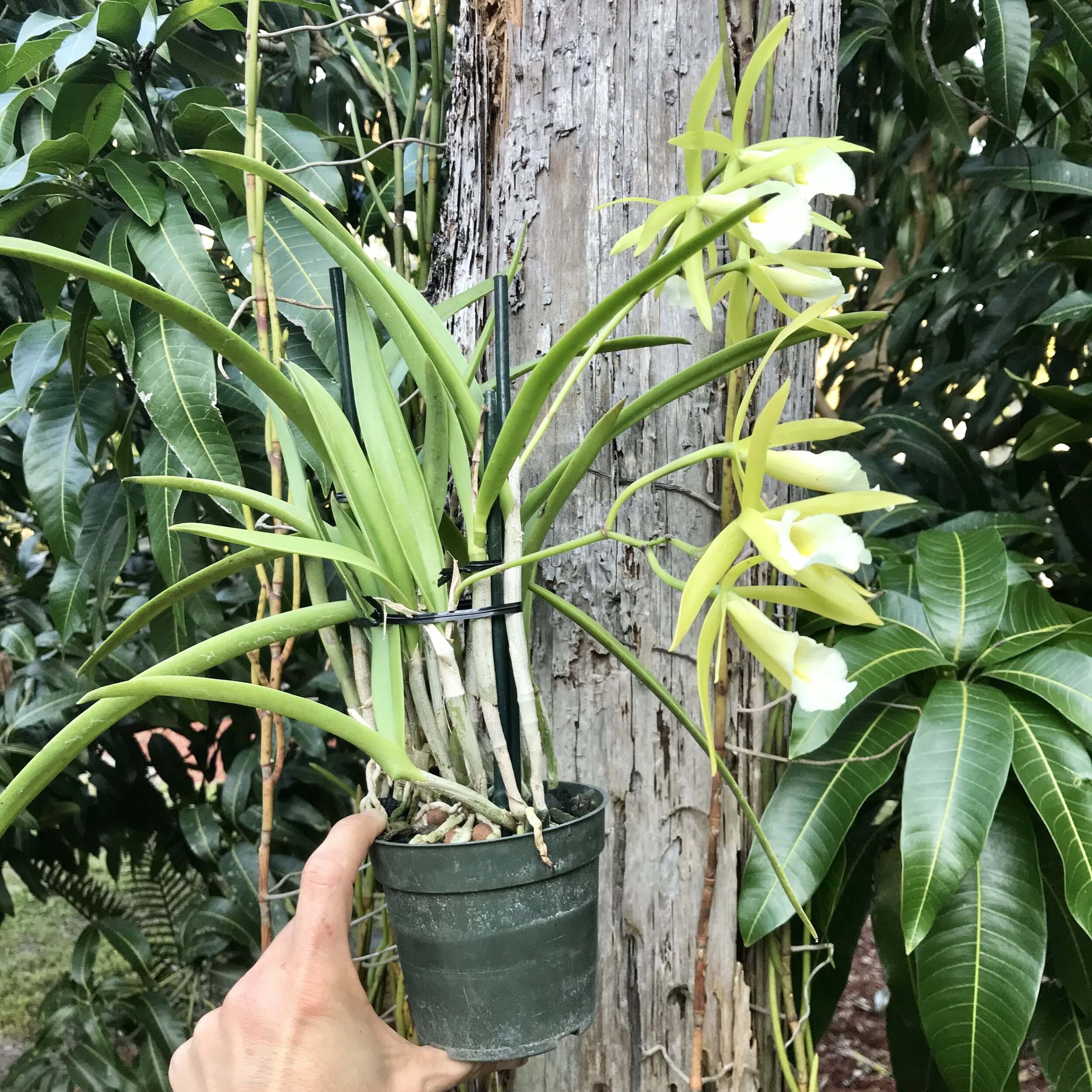 Pcv. Key Lime Stars — Palmer Orchids